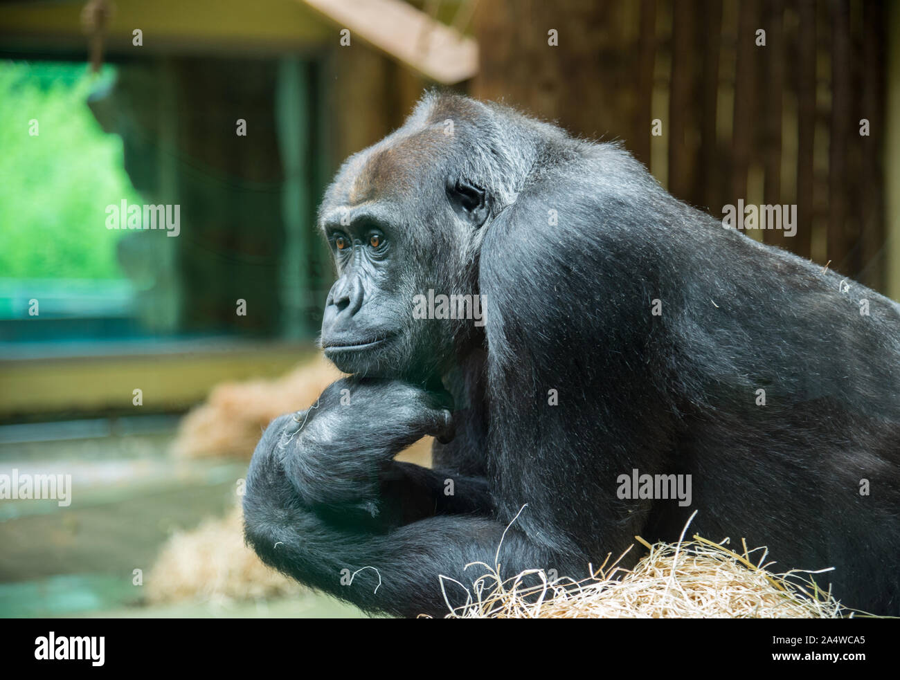 Building Berlin Zoological Garden Berlin Stockfotos und -bilder Kaufen ...