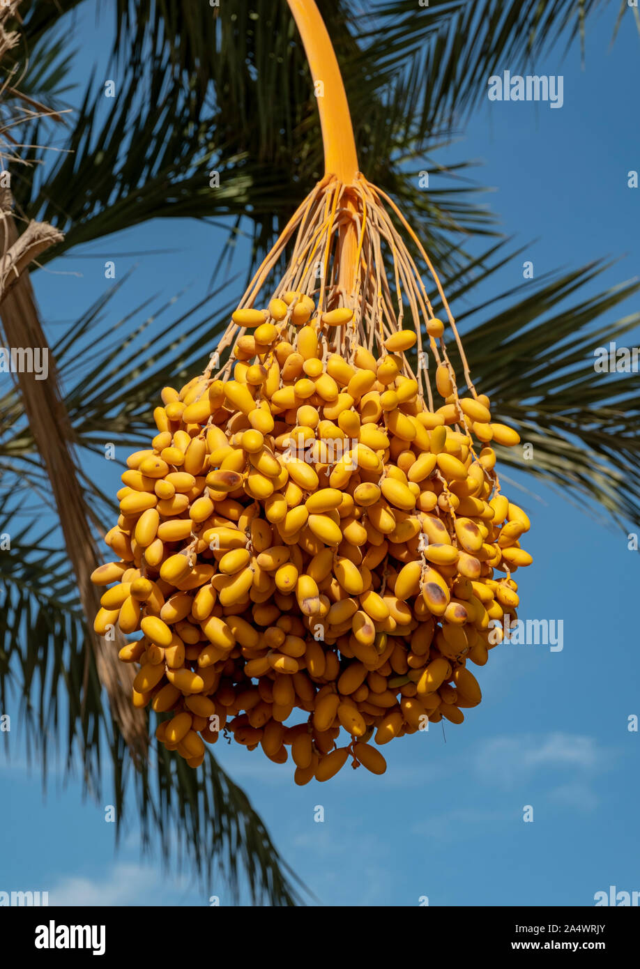 Dattelpalme phönix dactylifera -Fotos und -Bildmaterial in hoher Auflösung – Alamy