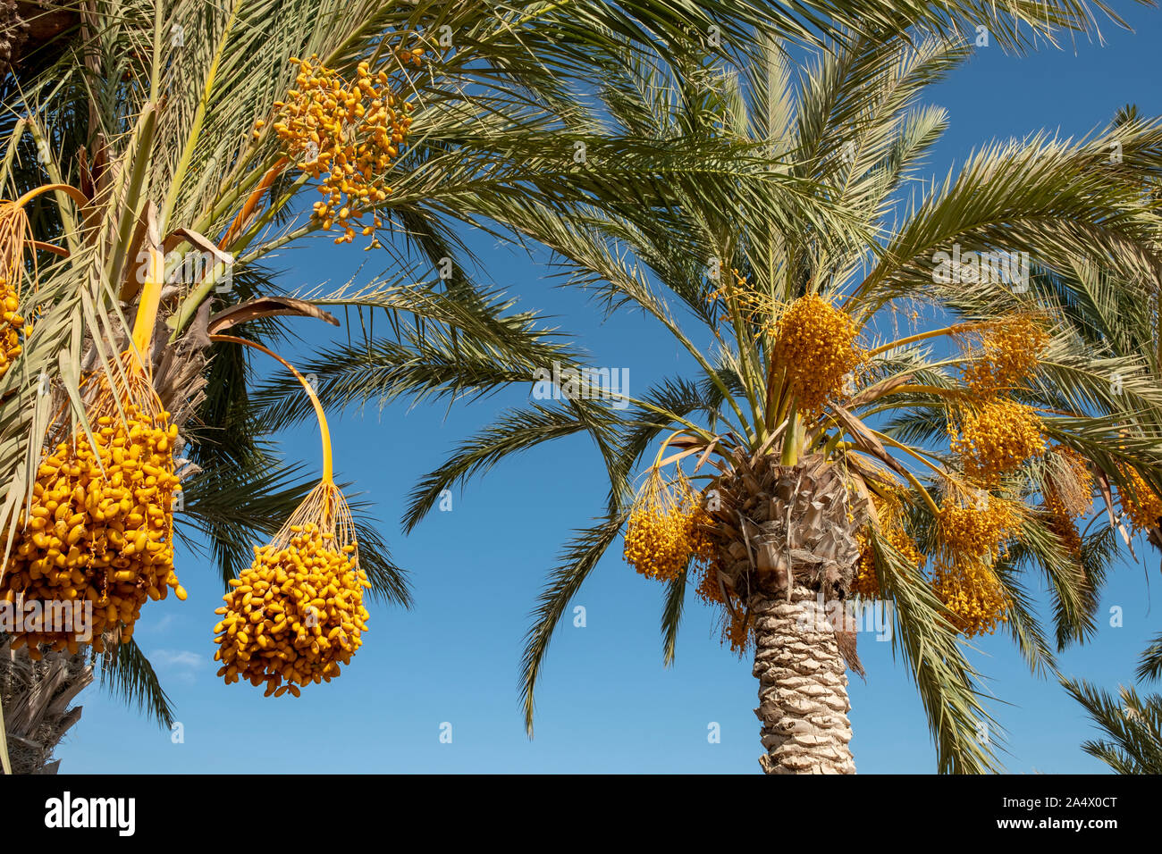 Date palm phoenix dactylifera -Fotos und -Bildmaterial in hoher Auflösung – Alamy