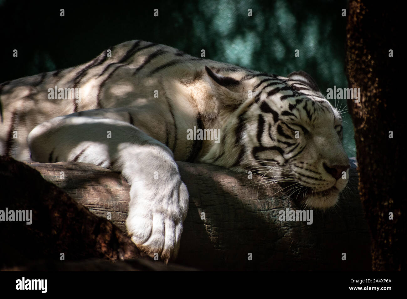 Tiger schatten -Fotos und -Bildmaterial in hoher Auflösung – Alamy