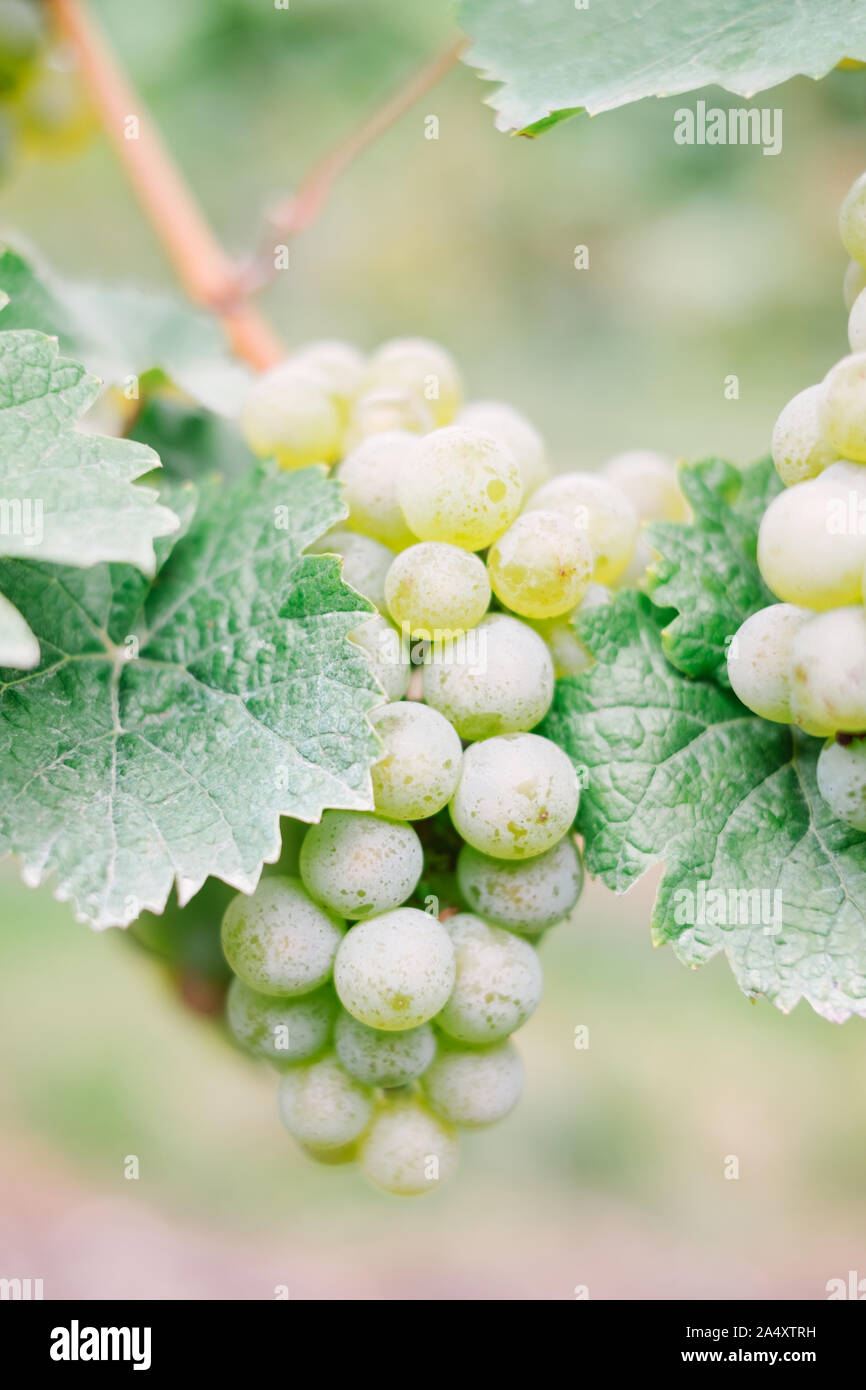 Traubensaft Wein Stockfotos und -bilder Kaufen - Alamy