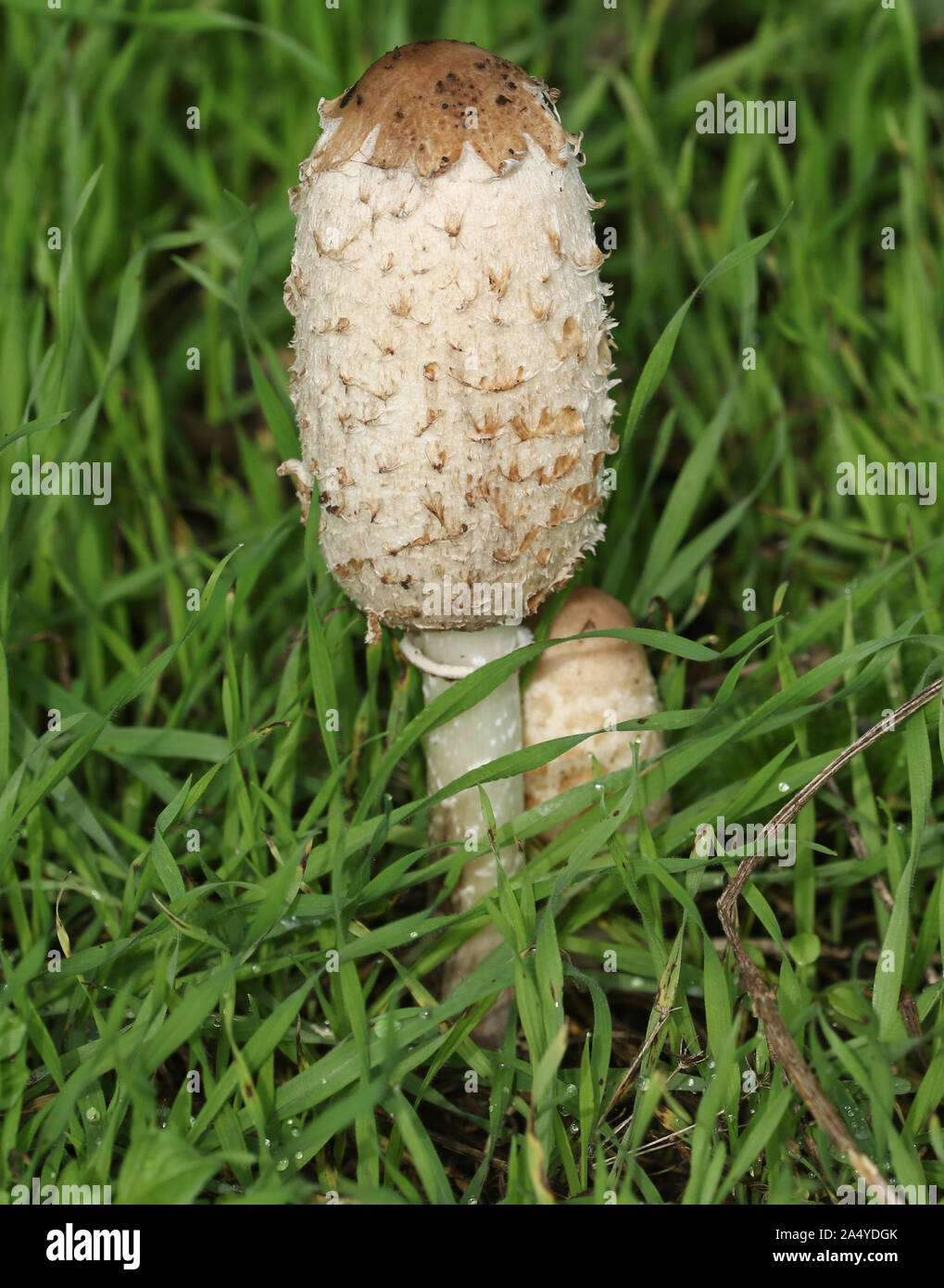 Zottige Braune Schuppen Stockfotos und -bilder Kaufen - Alamy