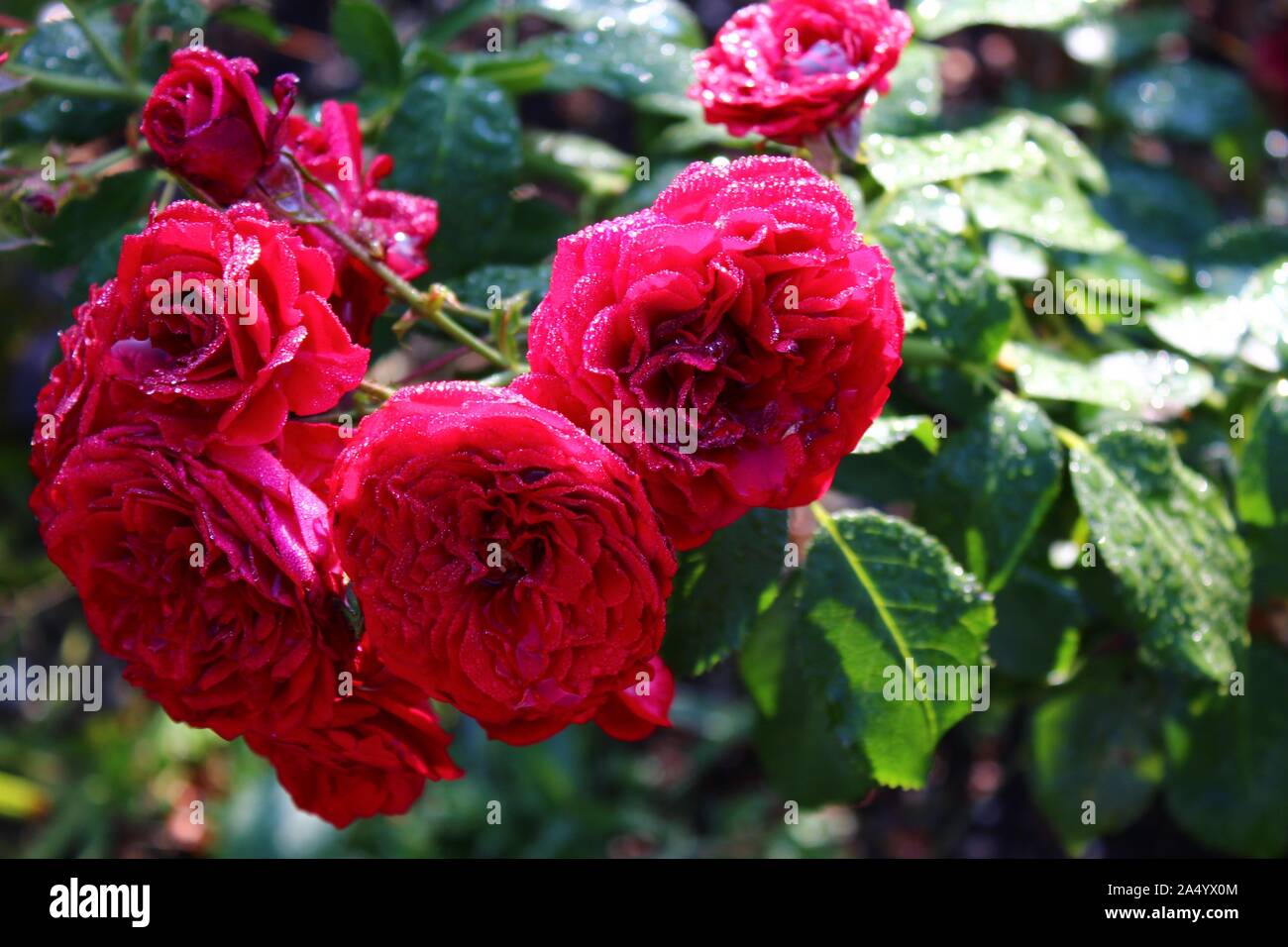 Wunderschone Rosen Eingerollte Blatter Fotos