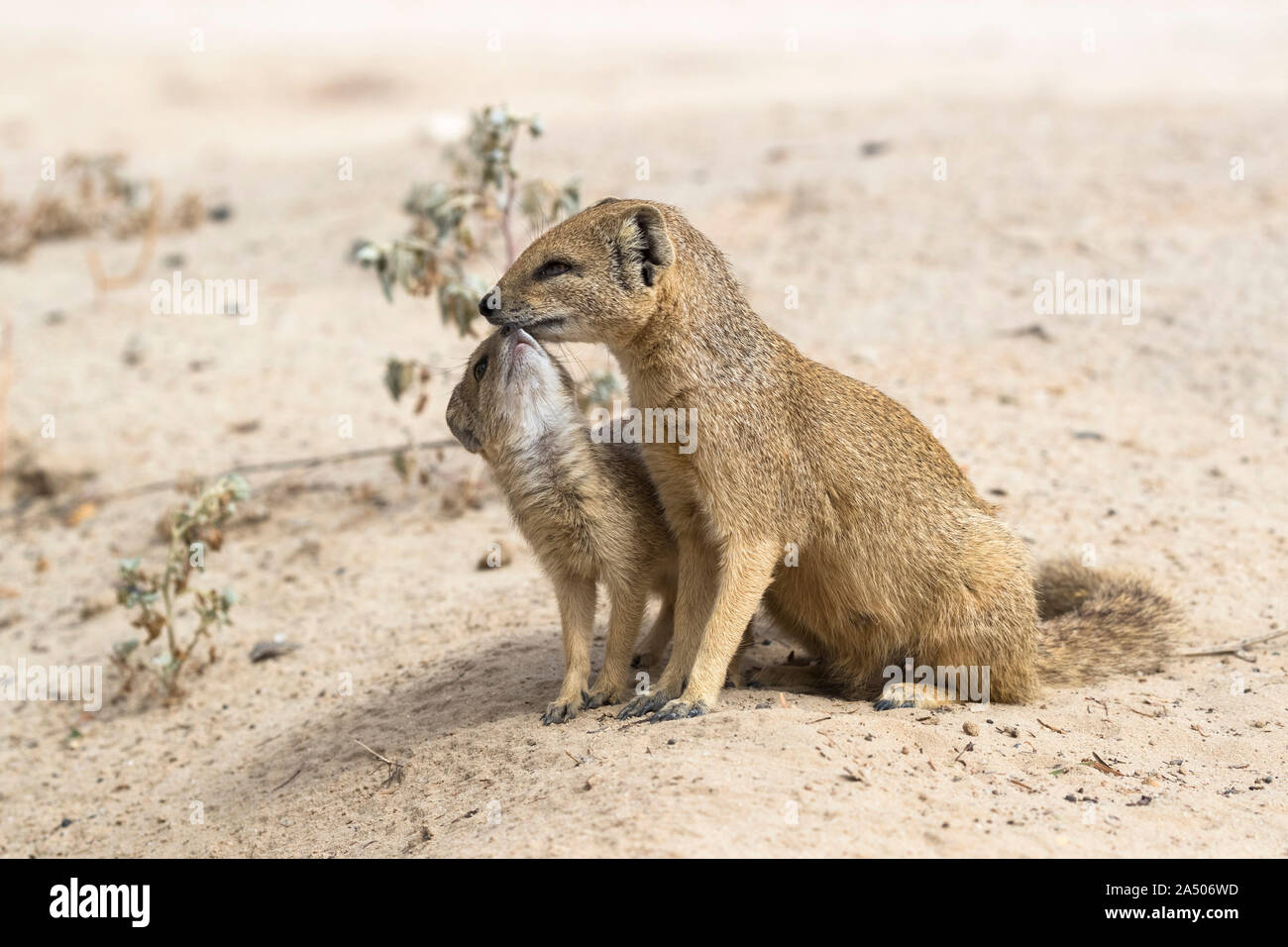 Kgalagadi transfrontier national park -Fotos und -Bildmaterial in hoher ...