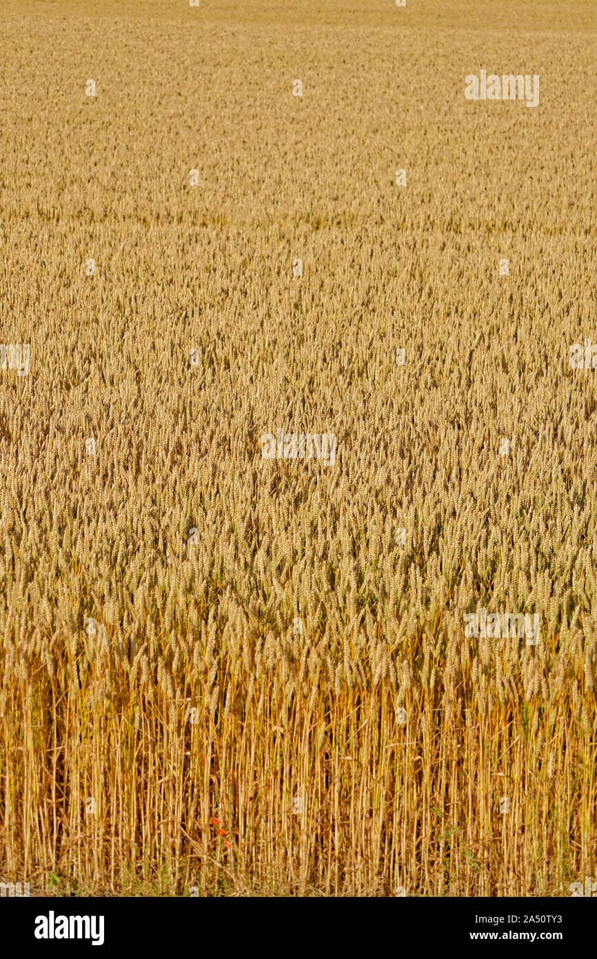 Weizenfeld reifung -Fotos und -Bildmaterial in hoher Auflösung – Alamy