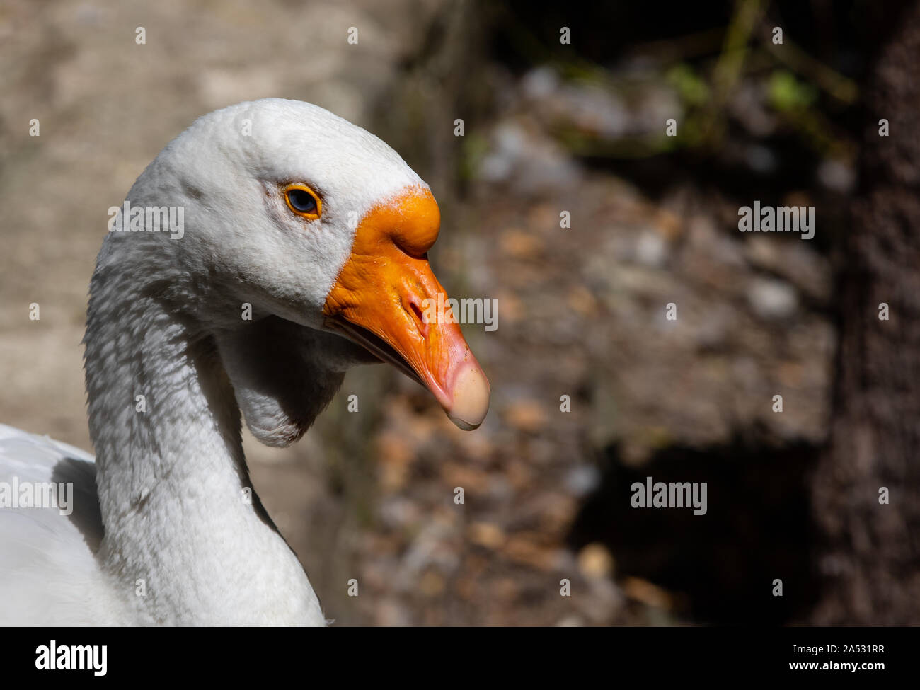 Portrait einer hausgans -Fotos und -Bildmaterial in hoher Auflösung – Alamy