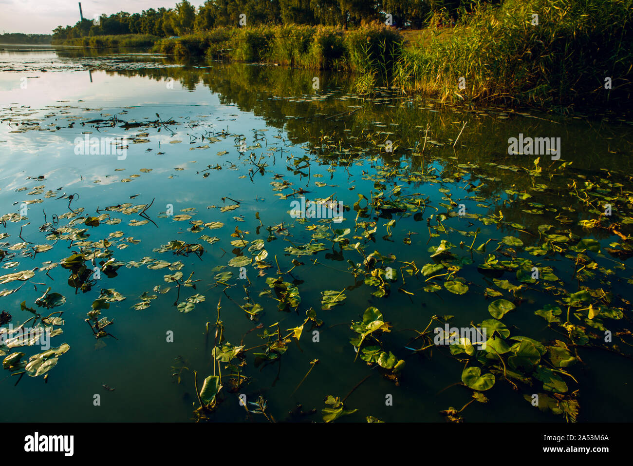 Blumenmeer seerosen -Fotos und -Bildmaterial in hoher Auflösung – Alamy