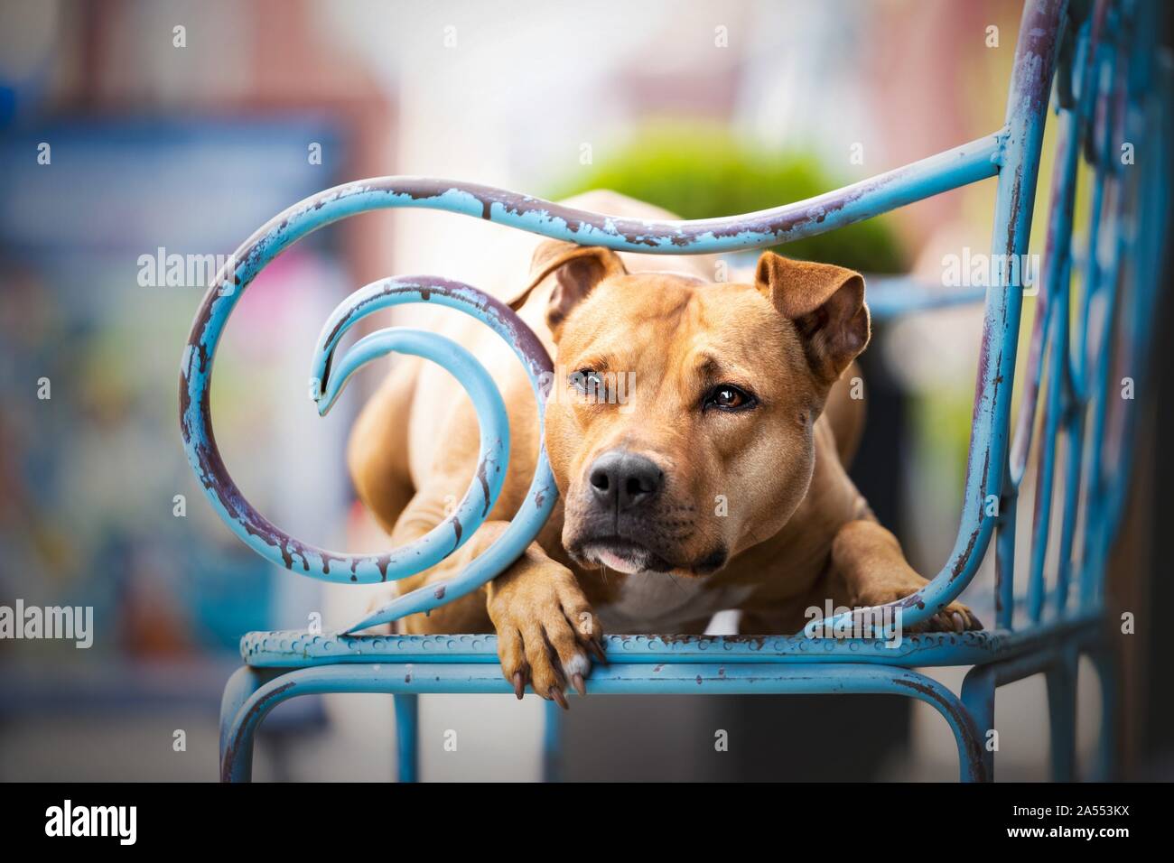 Pitbull terrier -Fotos und -Bildmaterial in hoher Auflösung – Alamy