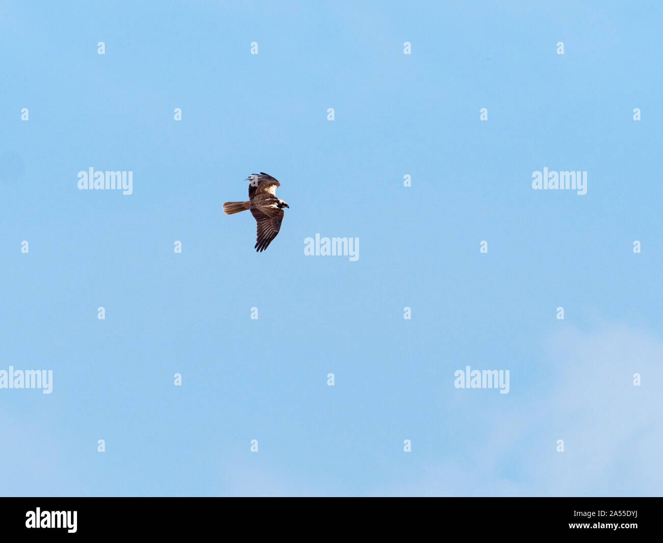 Rohrweihe Circus aeruginosus Weiblichen im Flug, von Meare Heath ...