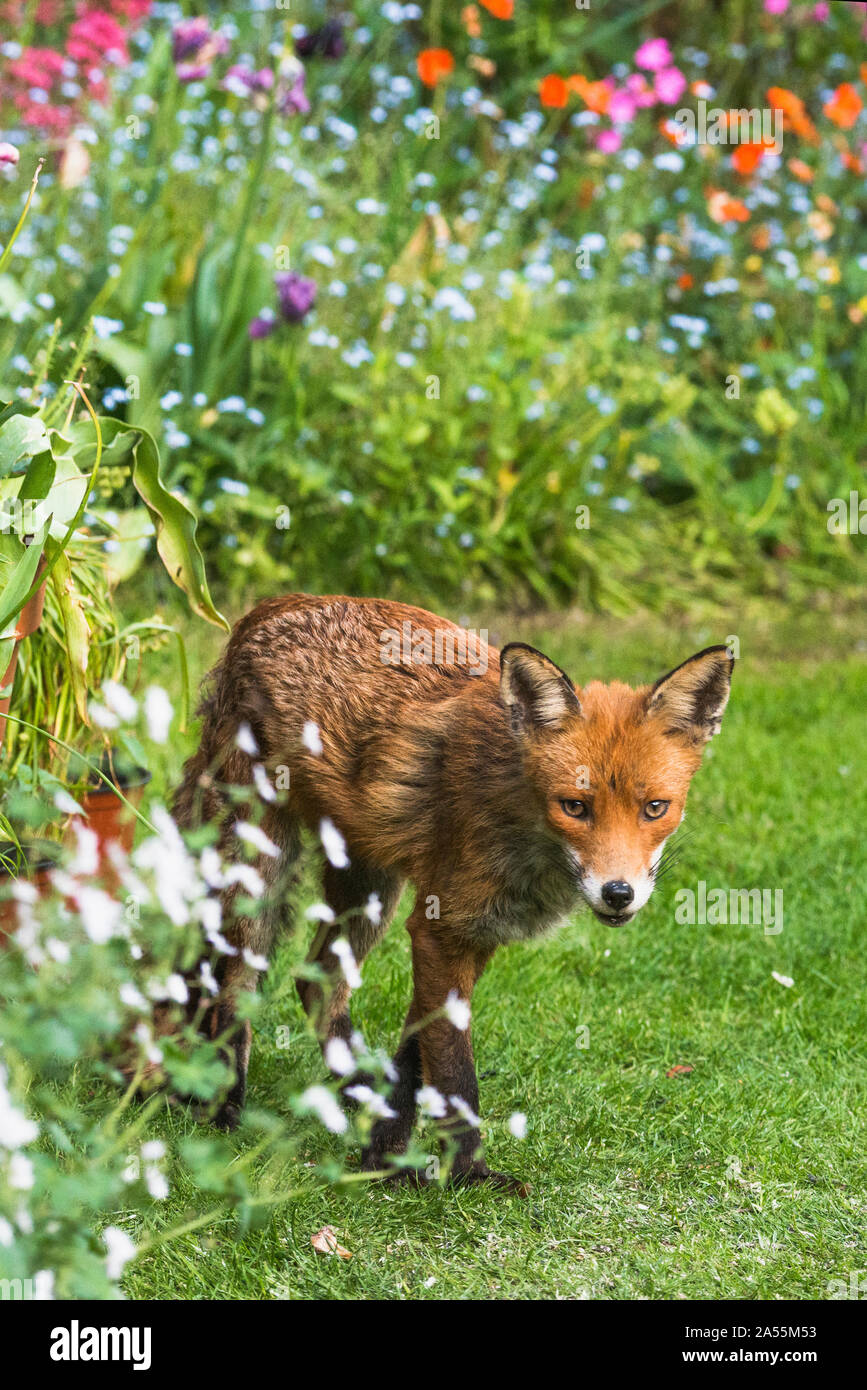 Red fox uk summer -Fotos und -Bildmaterial in hoher Auflösung – Alamy