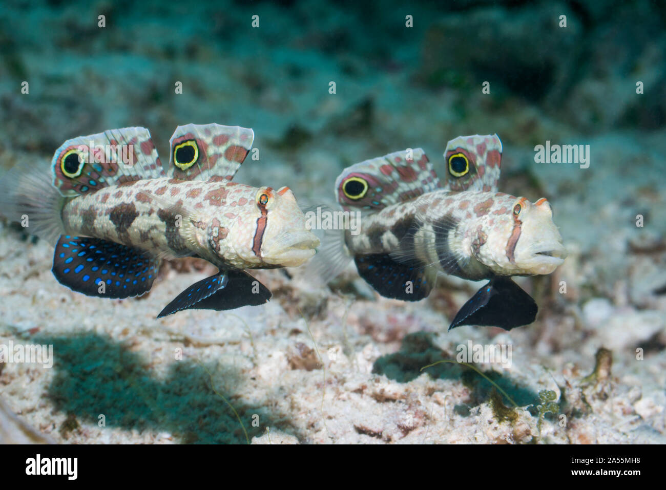 Westliches tier signalisieren -Fotos und -Bildmaterial in hoher ...
