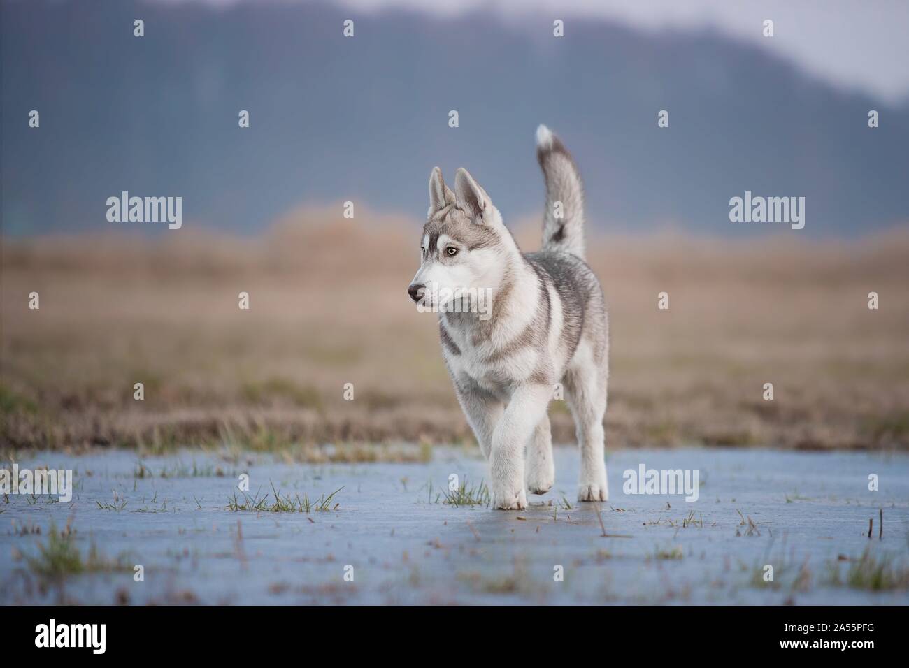 Husky Welpe Stockfotos und -bilder Kaufen - Alamy