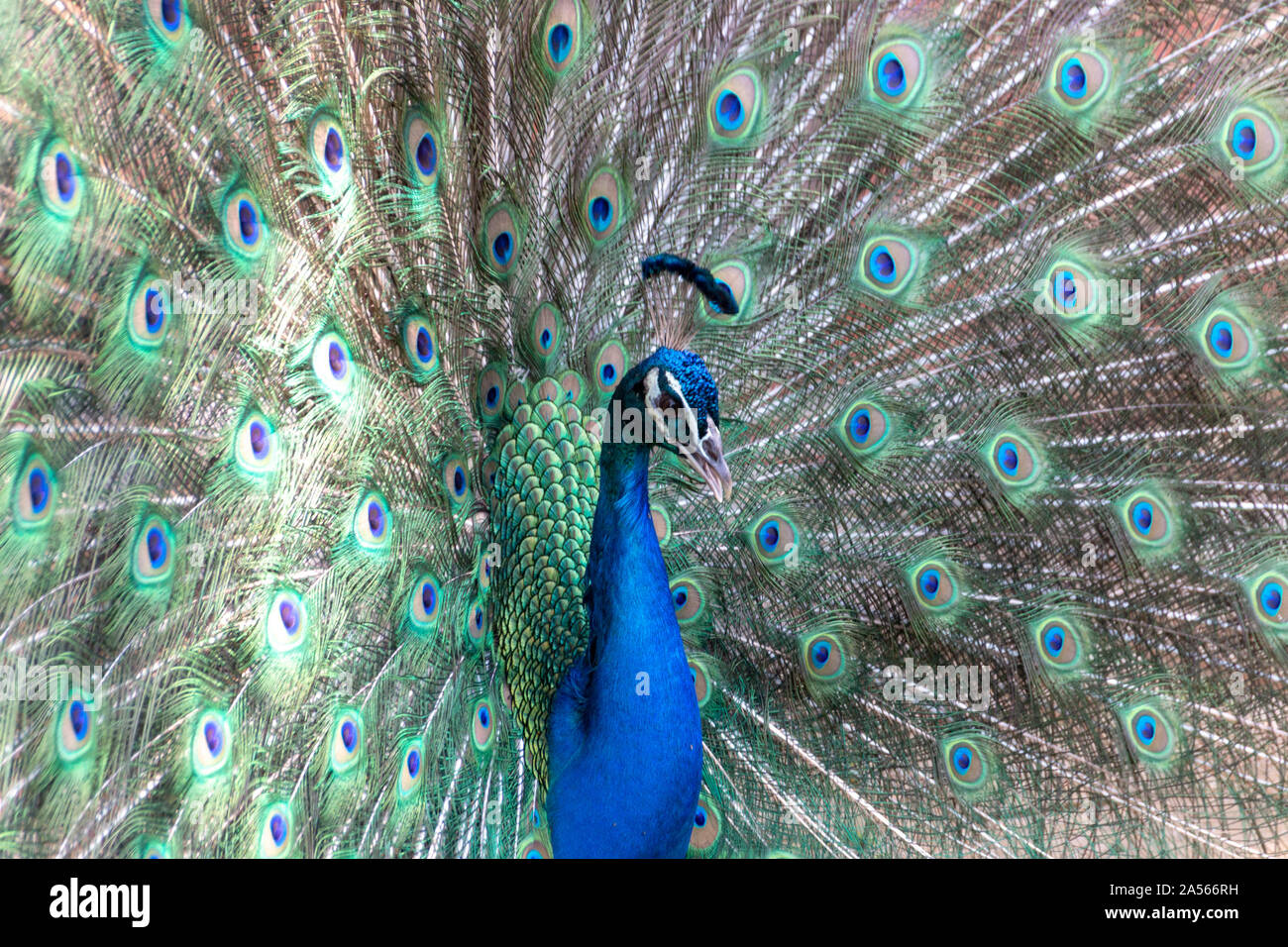 Wie ein pfau -Fotos und -Bildmaterial in hoher Auflösung – Alamy