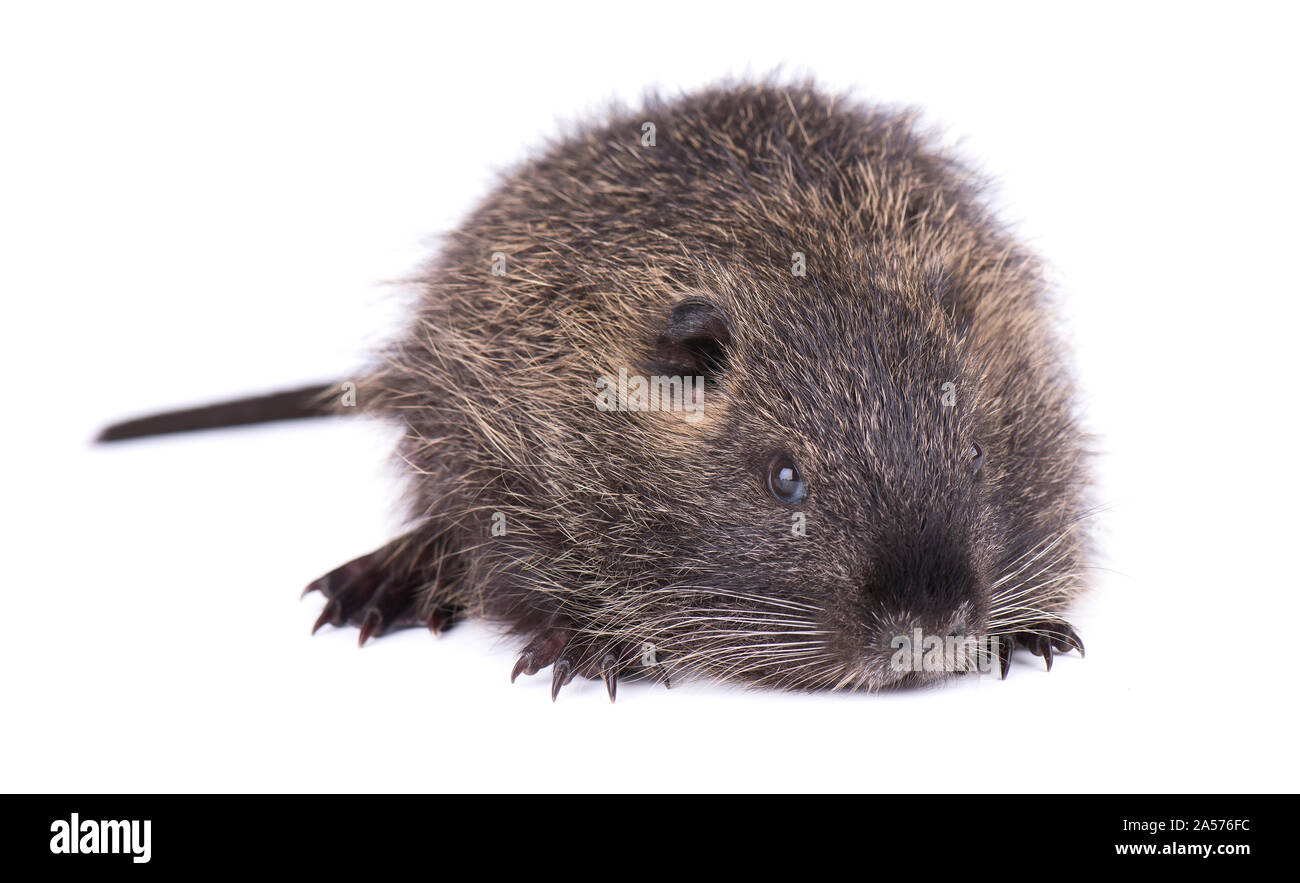 Baby muskrat -Fotos und -Bildmaterial in hoher Auflösung – Alamy