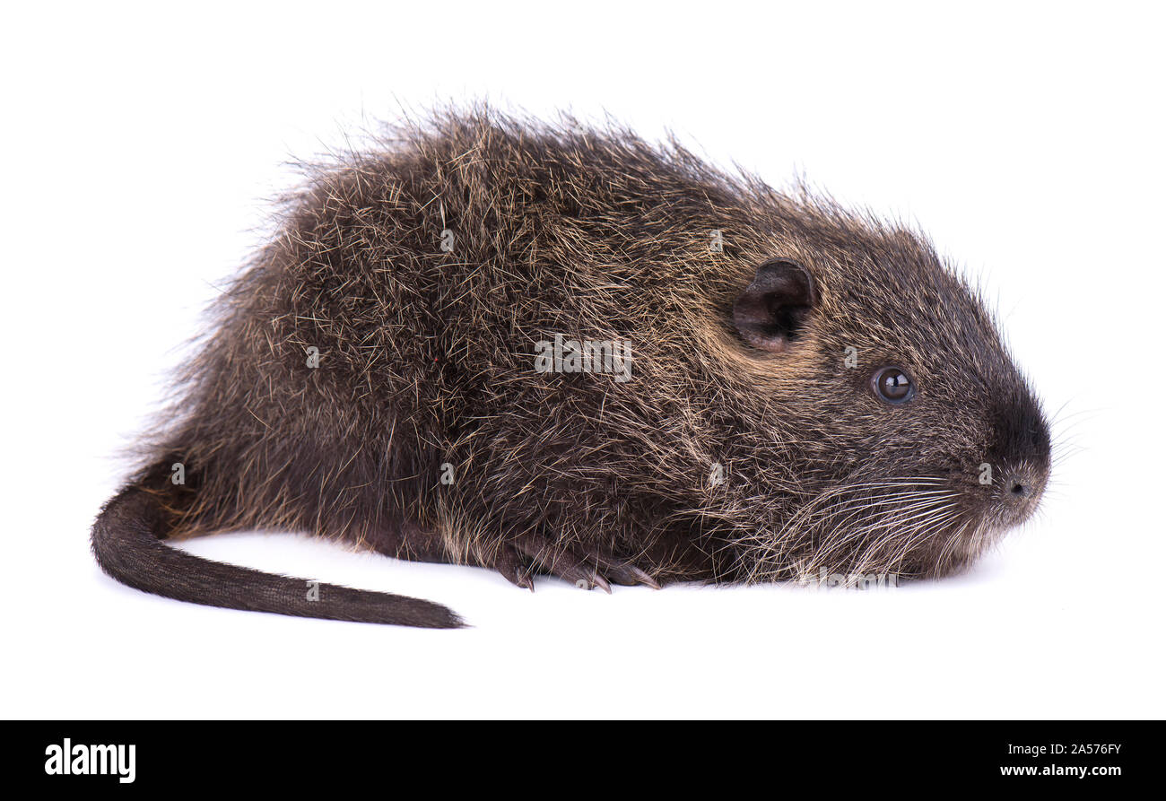 Nutria myocastor coypus Ausgeschnittene Stockfotos und -bilder - Alamy