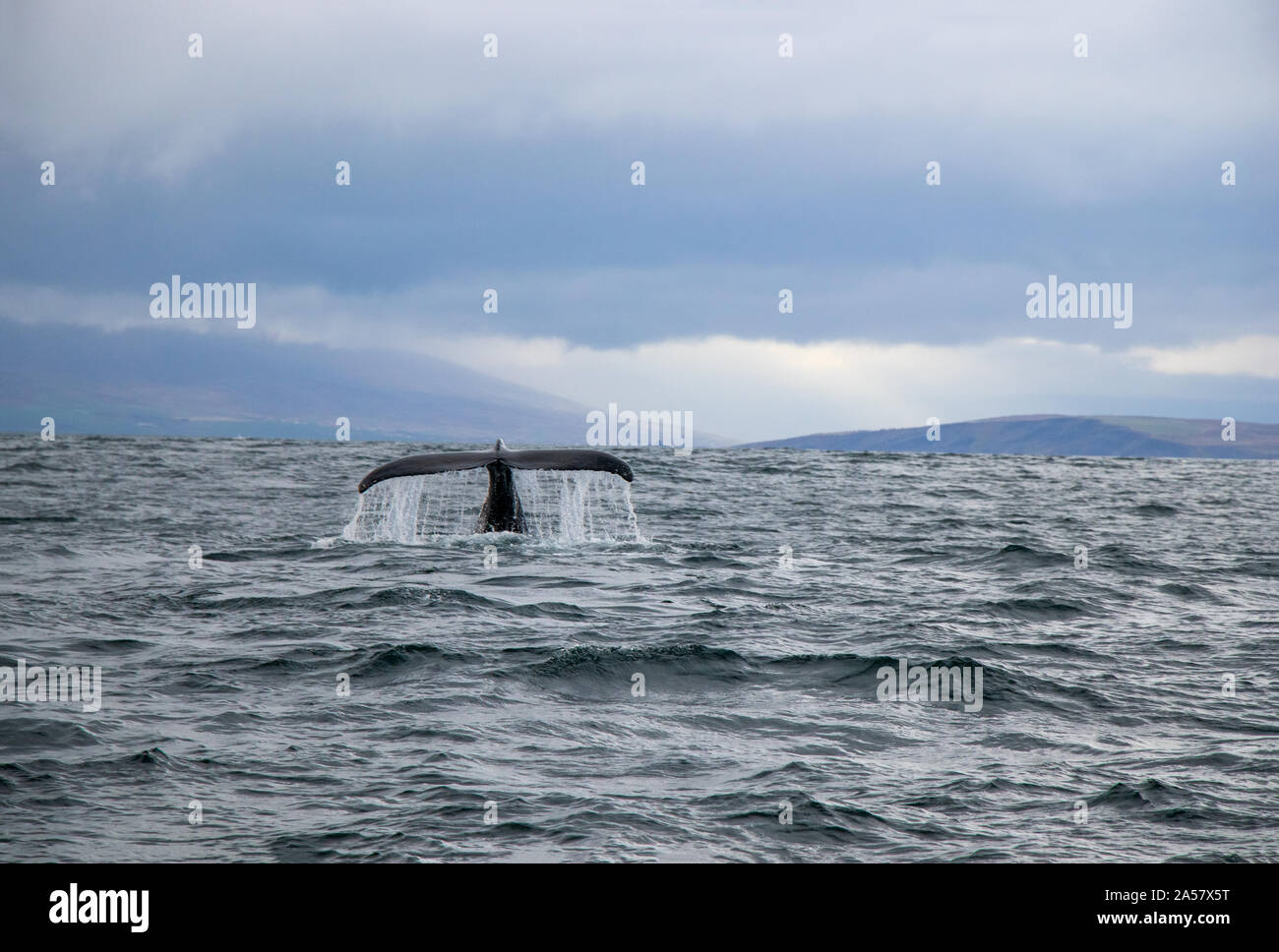 Offene flosse -Fotos und -Bildmaterial in hoher Auflösung – Alamy