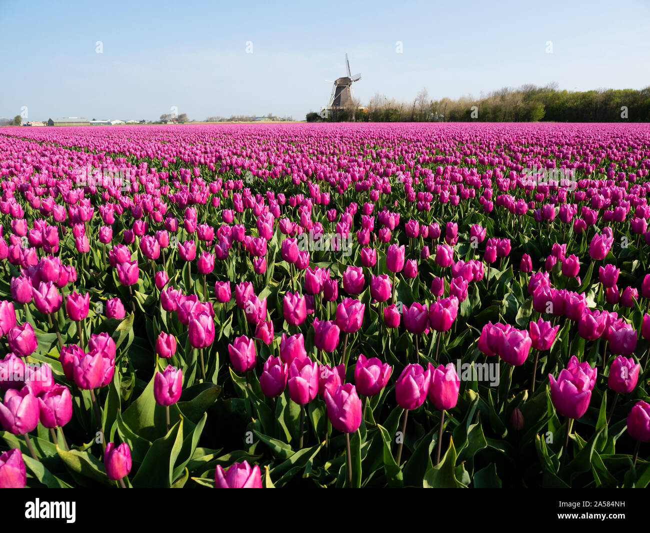 Niederlande Nord Holland Stockfotos und -bilder Kaufen - Alamy