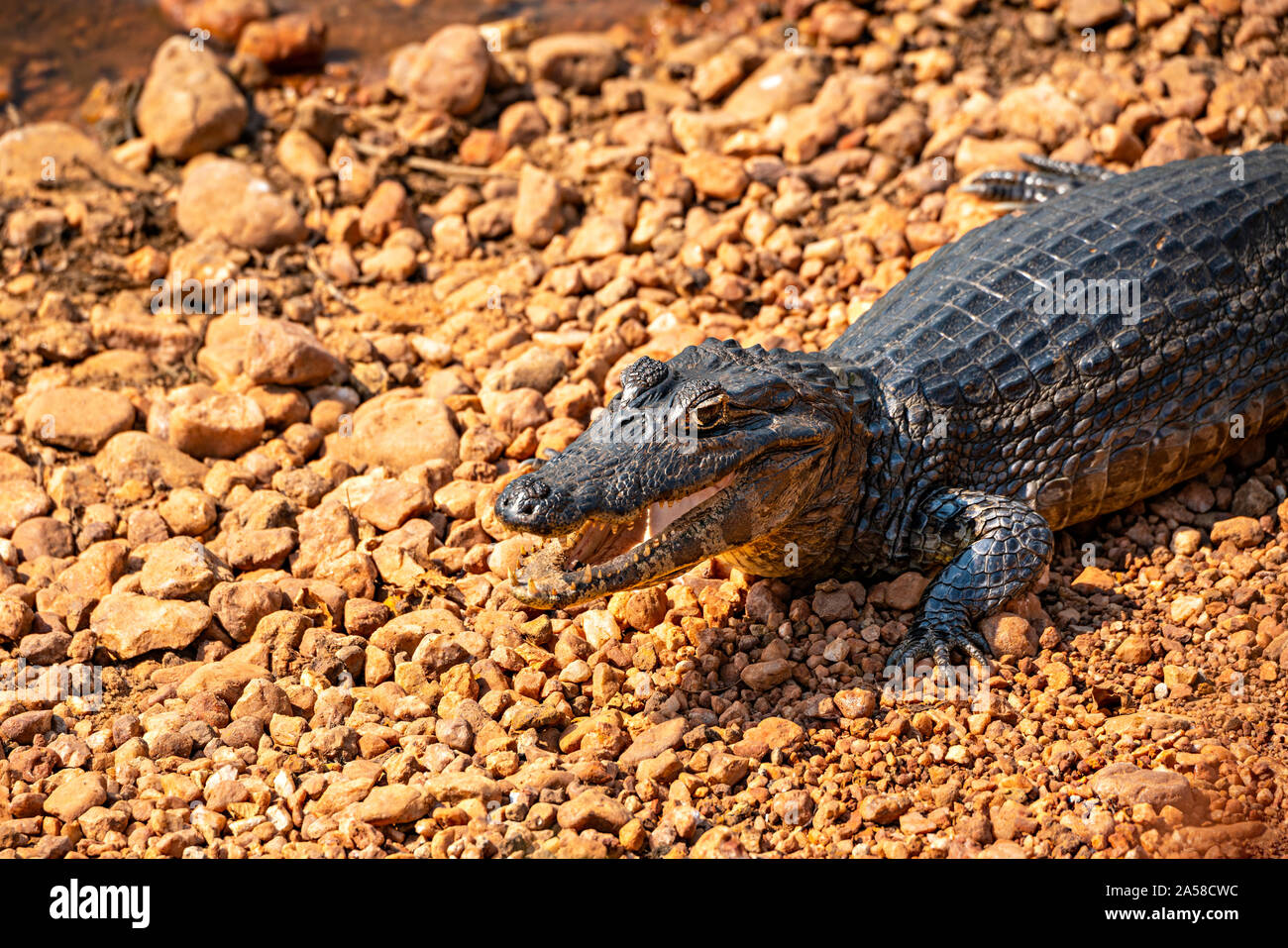 Yacare kaiman mit offenem mund -Fotos und -Bildmaterial in hoher ...