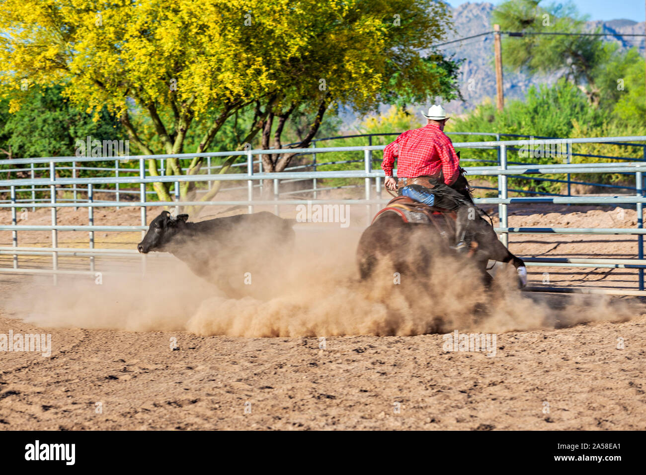 Cowboy Chasing Cow Stockfotos und -bilder Kaufen - Alamy