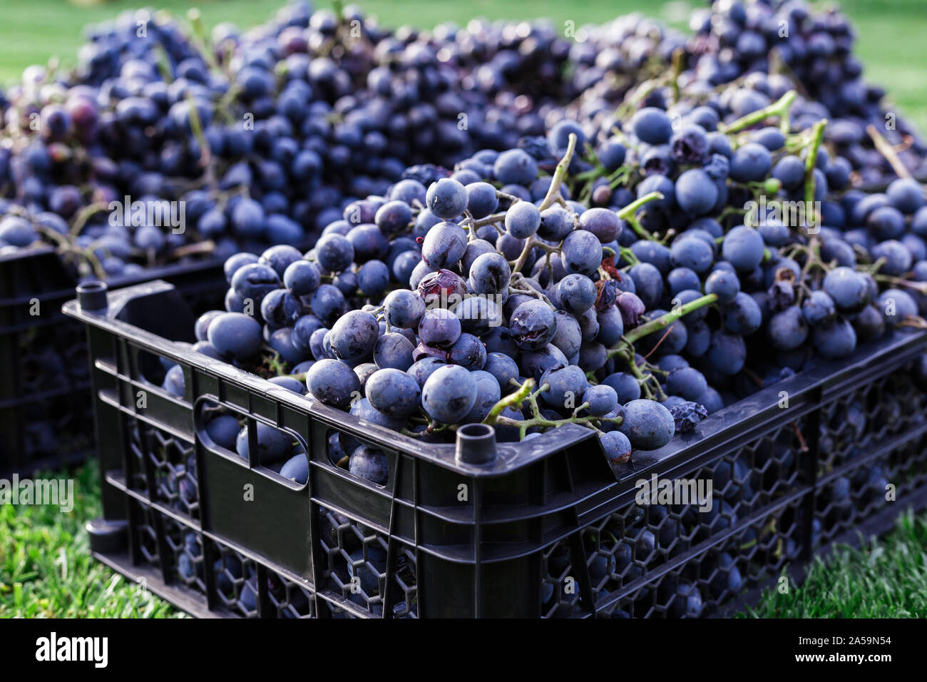 Traubenernte container -Fotos und -Bildmaterial in hoher Auflösung – Alamy