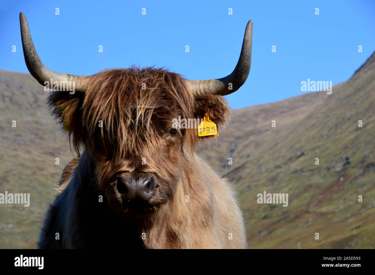 Blond Haarig Stockfotos und -bilder Kaufen - Alamy