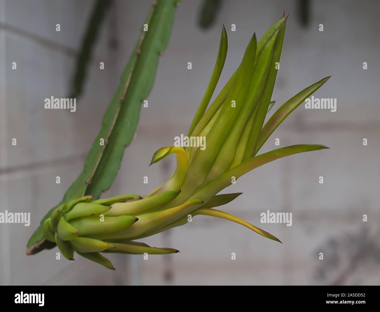 Drachenfruchtanbau auf pflanze -Fotos und -Bildmaterial in hoher Auflösung – Alamy
