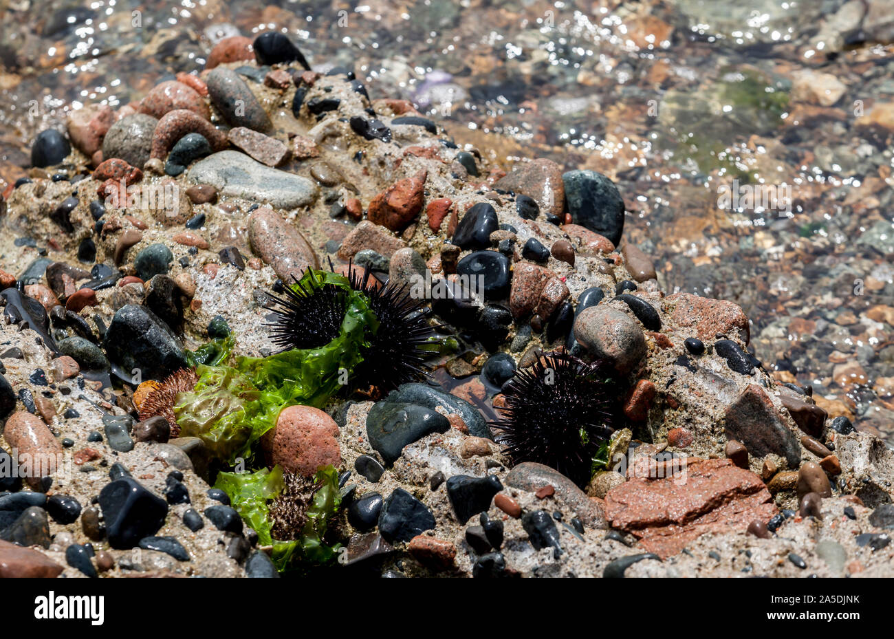 Echinoidea unterwasser -Fotos und -Bildmaterial in hoher Auflösung – Alamy
