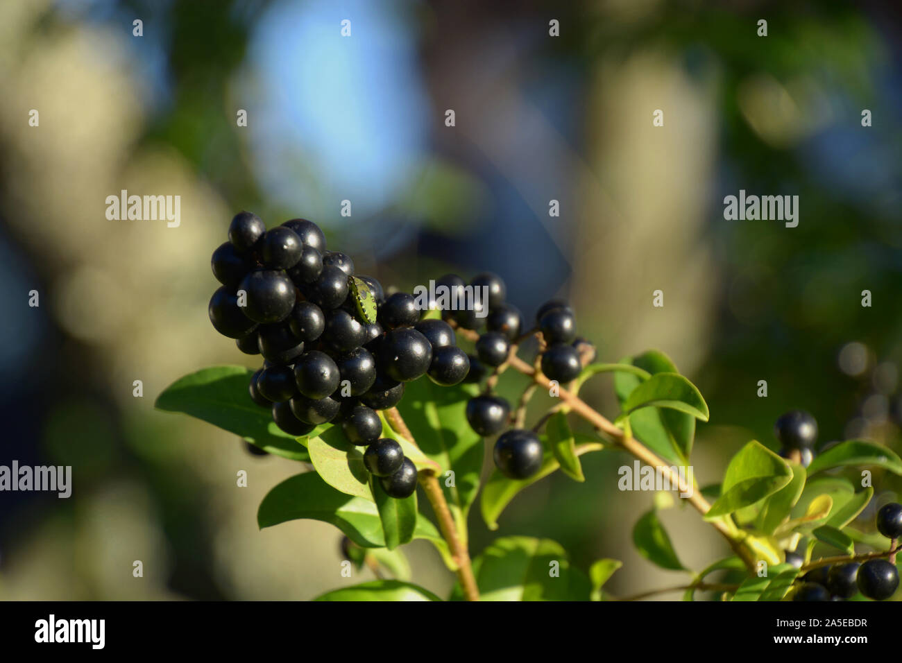 Liguster blaubeere -Fotos und -Bildmaterial in hoher Auflösung – Alamy