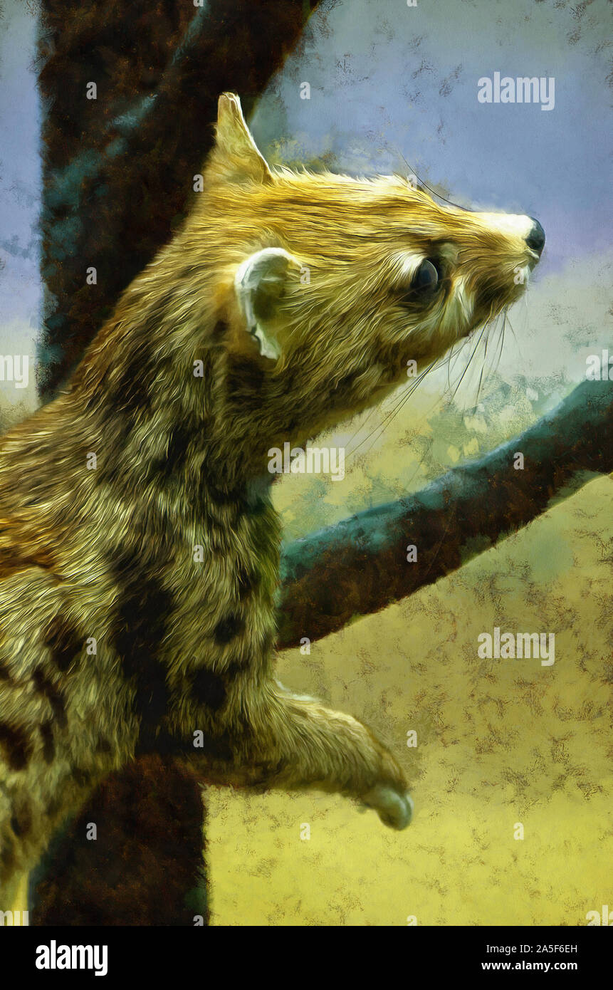 Genetta bilder -Fotos und -Bildmaterial in hoher Auflösung – Alamy