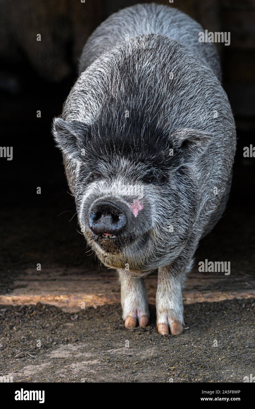 Fettes schwein -Fotos und -Bildmaterial in hoher Auflösung - Seite 2 ...