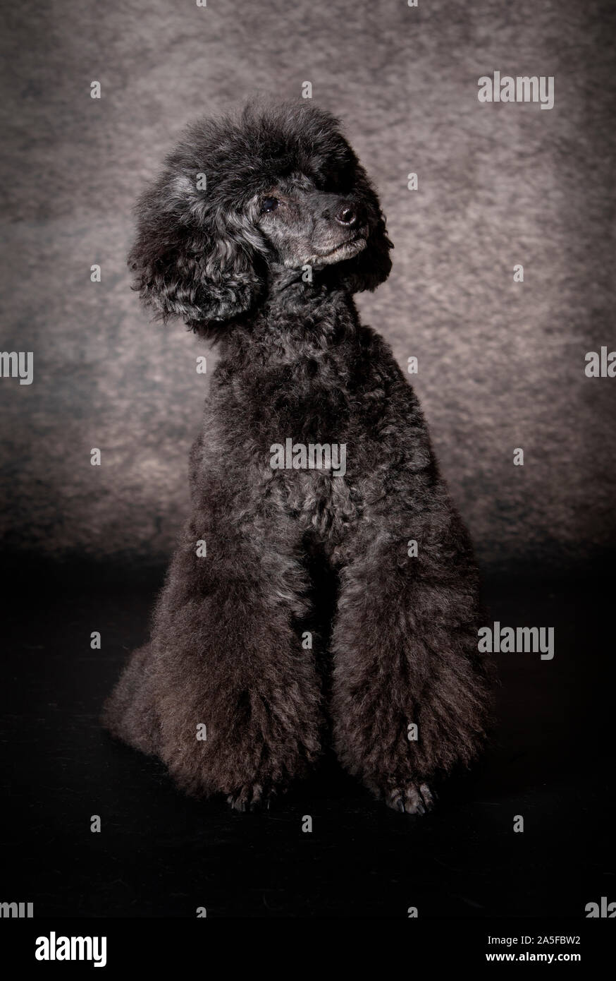 Friseur eckzahn -Fotos und -Bildmaterial in hoher Auflösung – Alamy