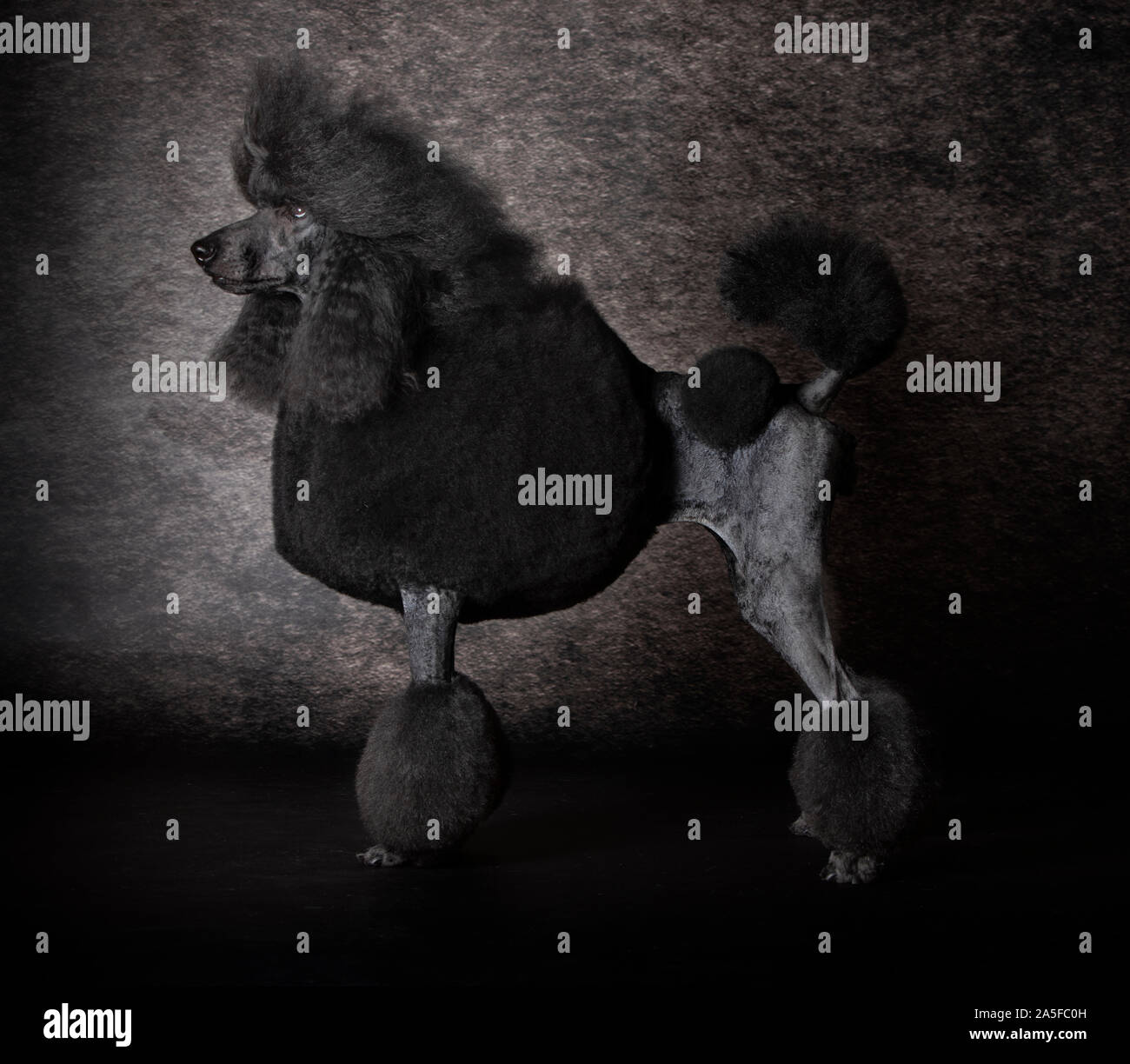 Black giant poodle -Fotos und -Bildmaterial in hoher Auflösung – Alamy