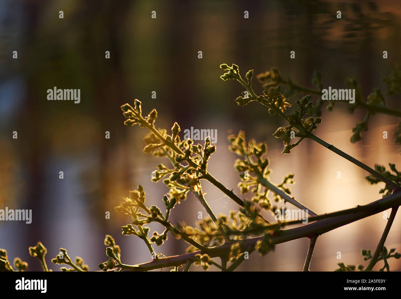 Mango tree flower -Fotos und -Bildmaterial in hoher Auflösung – Alamy