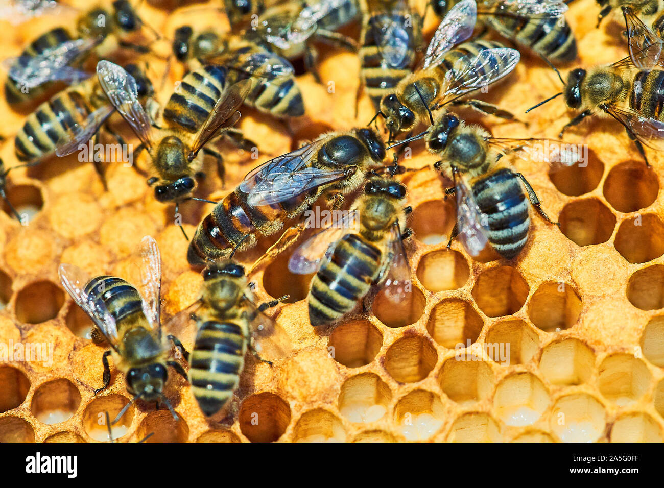 Biology collective -Fotos und -Bildmaterial in hoher Auflösung – Alamy