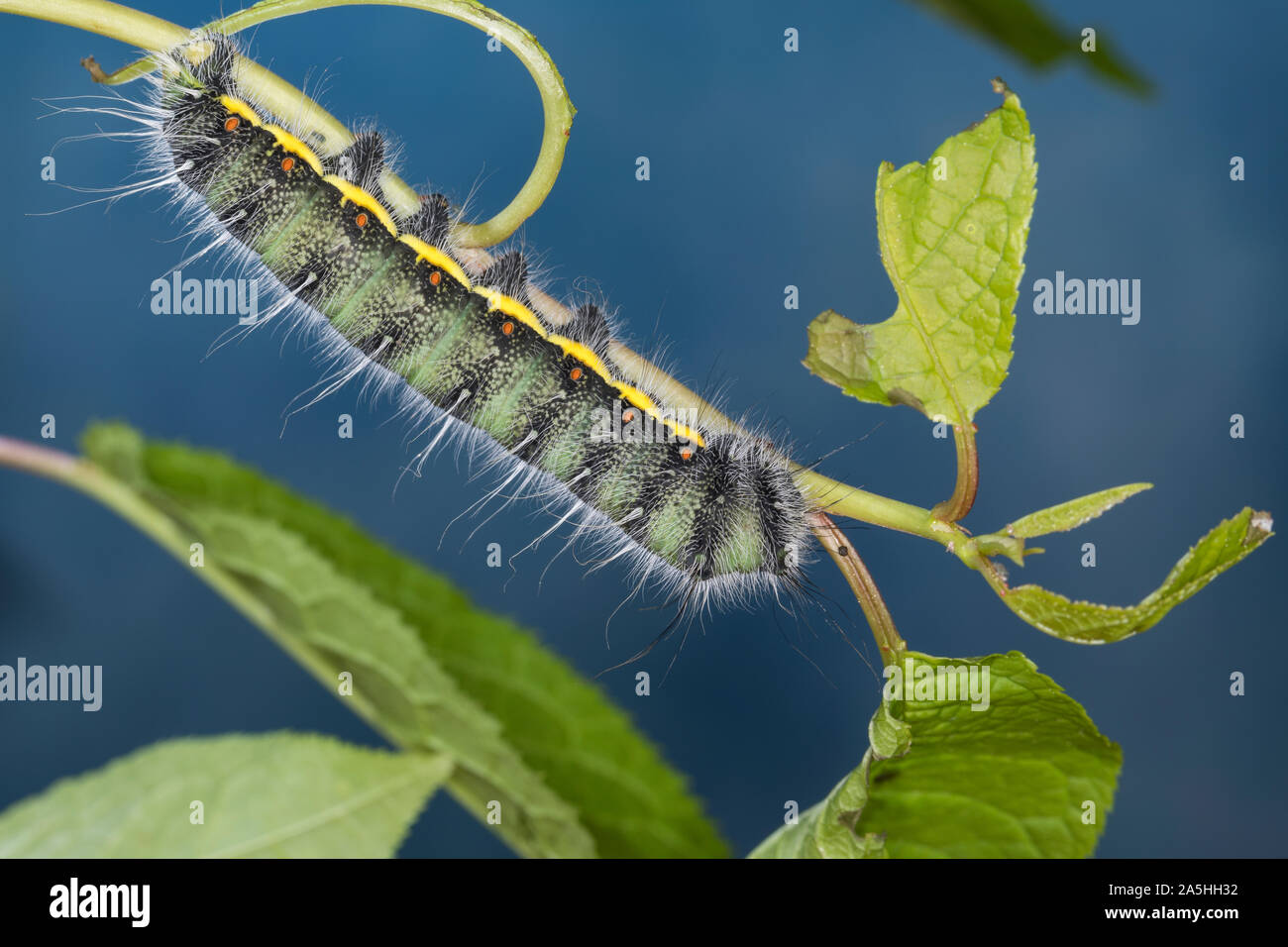Pfauenspinner, Neoris huttoni, Raupe, Saturnia Saturnia huttoni ...