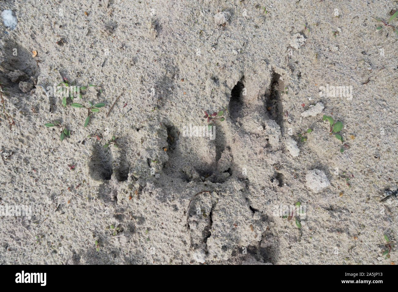 Fußspuren hirsch -Fotos und -Bildmaterial in hoher Auflösung – Alamy