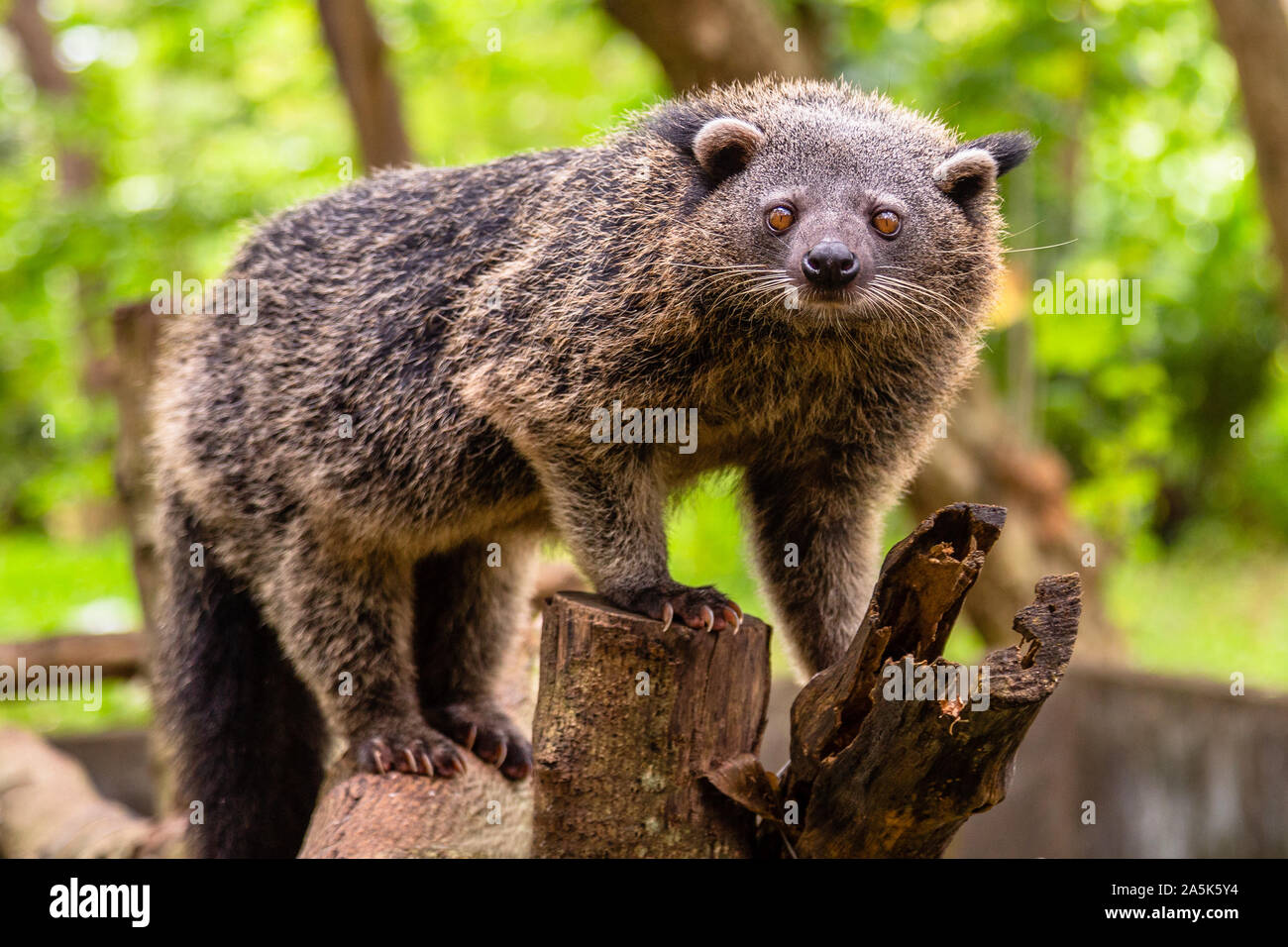 Palawan Bear Cat Stockfotos und -bilder Kaufen - Alamy
