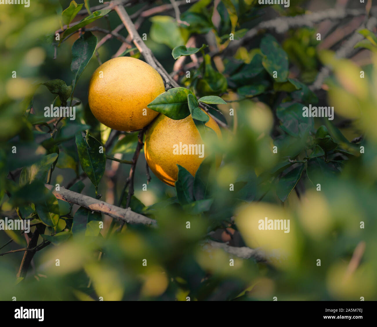 Florida orangensaft -Fotos und -Bildmaterial in hoher Auflösung – Alamy