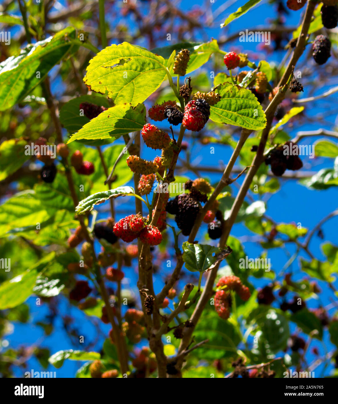 Morus alba Pendula Weinen Maulbeerbaum ein schöner kleiner Baum mit ...