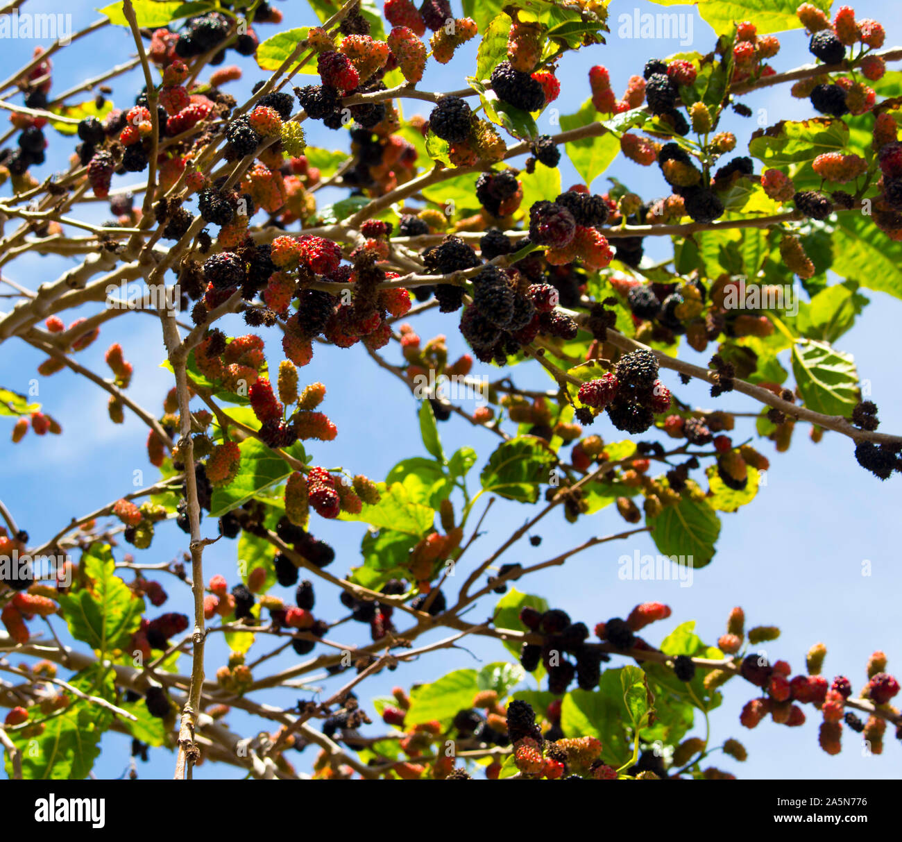 Morus alba Pendula Weinen Maulbeerbaum ein schöner kleiner Baum mit ...