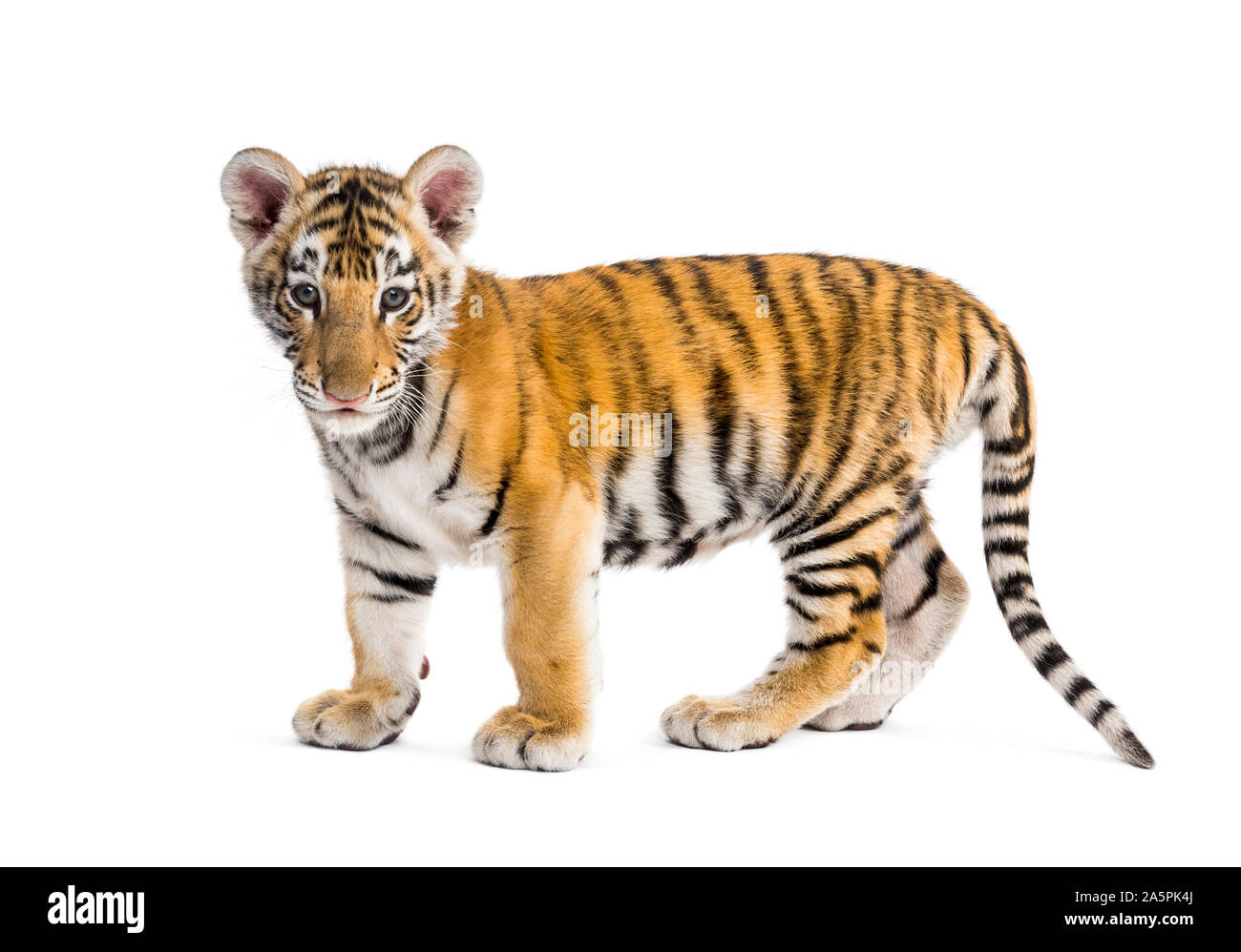 Young tiger cub standing on -Fotos und -Bildmaterial in hoher Auflösung ...
