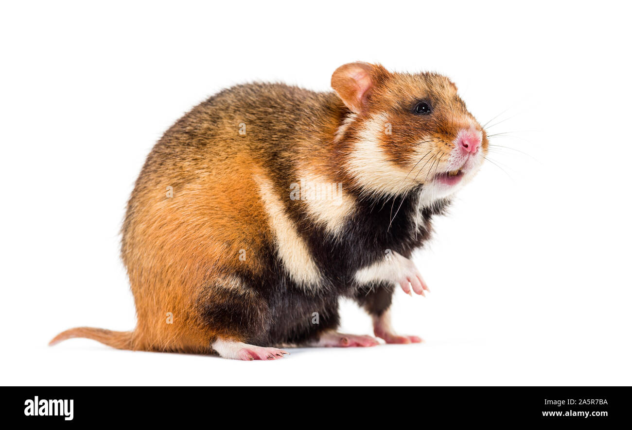 European hamster black bellied hamster common -Fotos und -Bildmaterial ...
