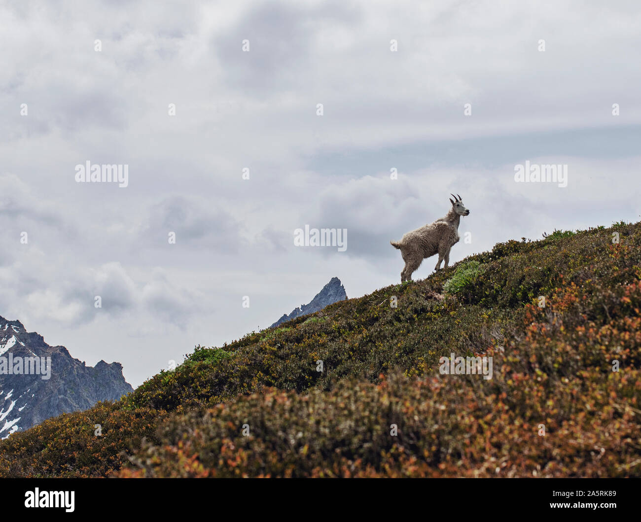 Eine wilde bergziege -Fotos und -Bildmaterial in hoher Auflösung – Alamy