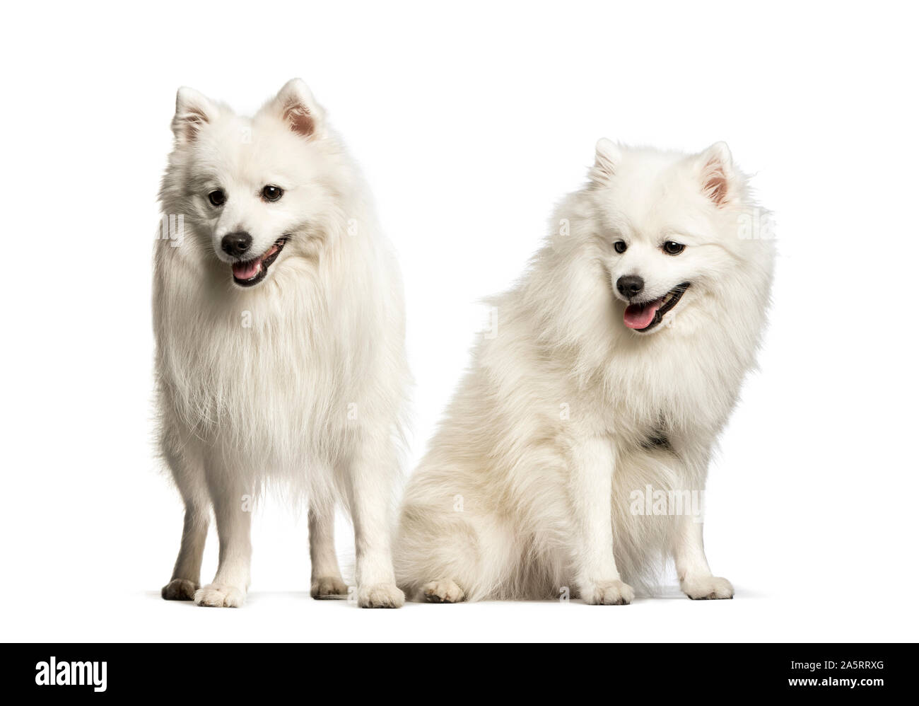 Japanischer spitz -Fotos und -Bildmaterial in hoher Auflösung – Alamy