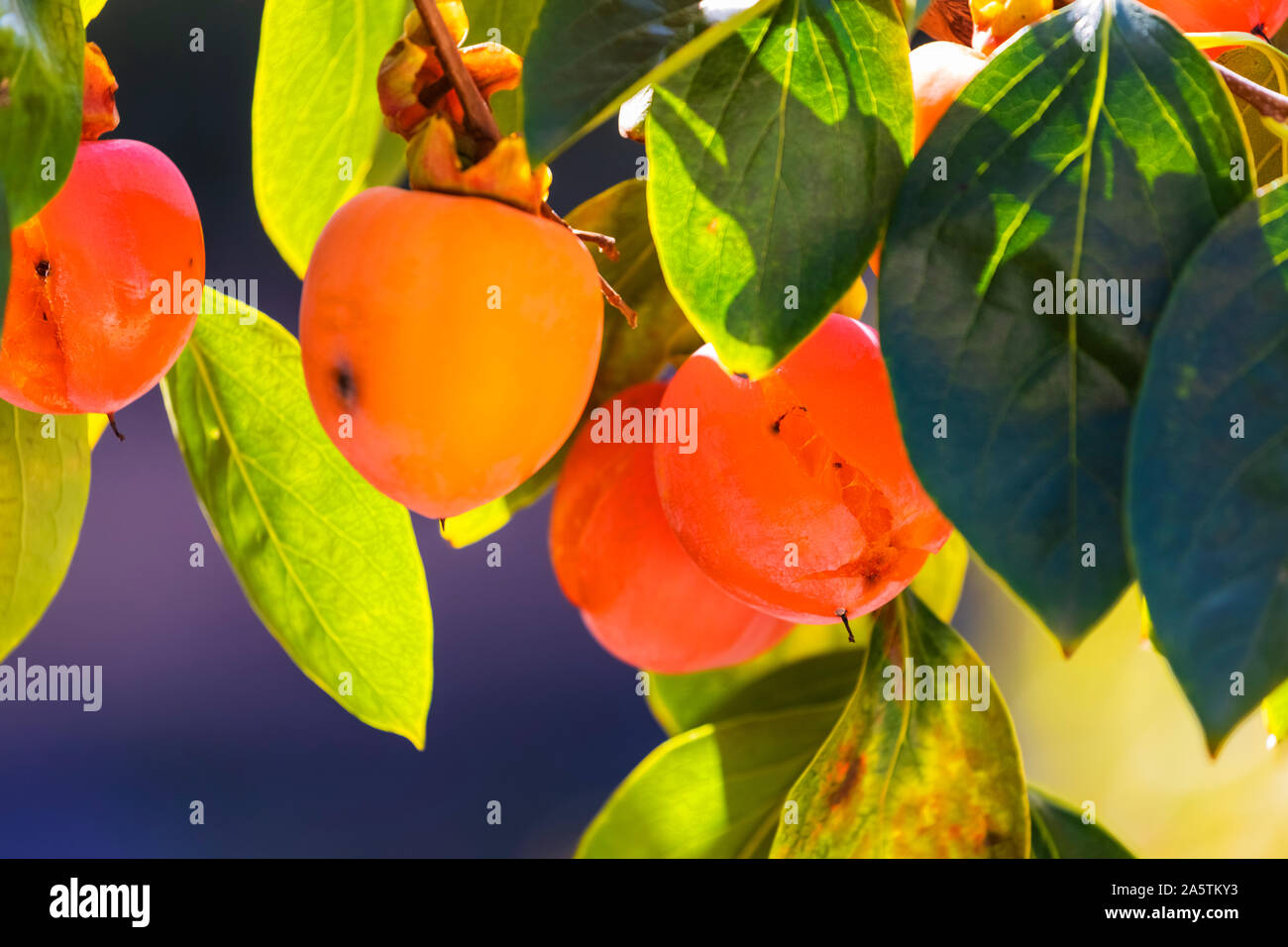 Kaki farm -Fotos und -Bildmaterial in hoher Auflösung – Alamy