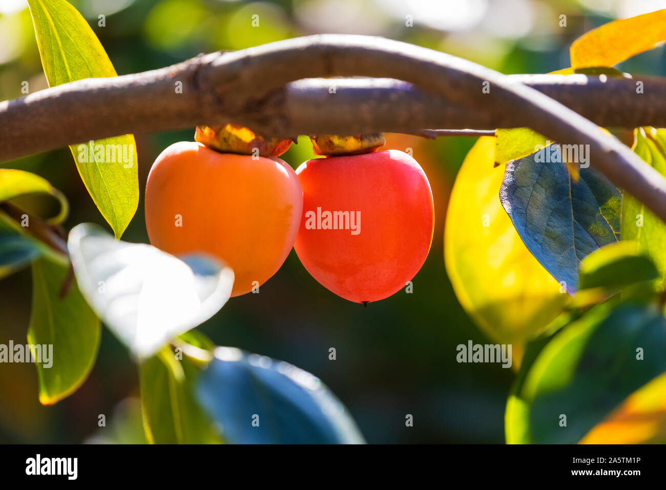 Kaki farm -Fotos und -Bildmaterial in hoher Auflösung – Alamy