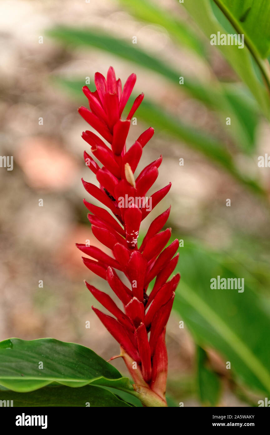 Rote ingwer alpinia purpurata blume -Fotos und -Bildmaterial in hoher ...