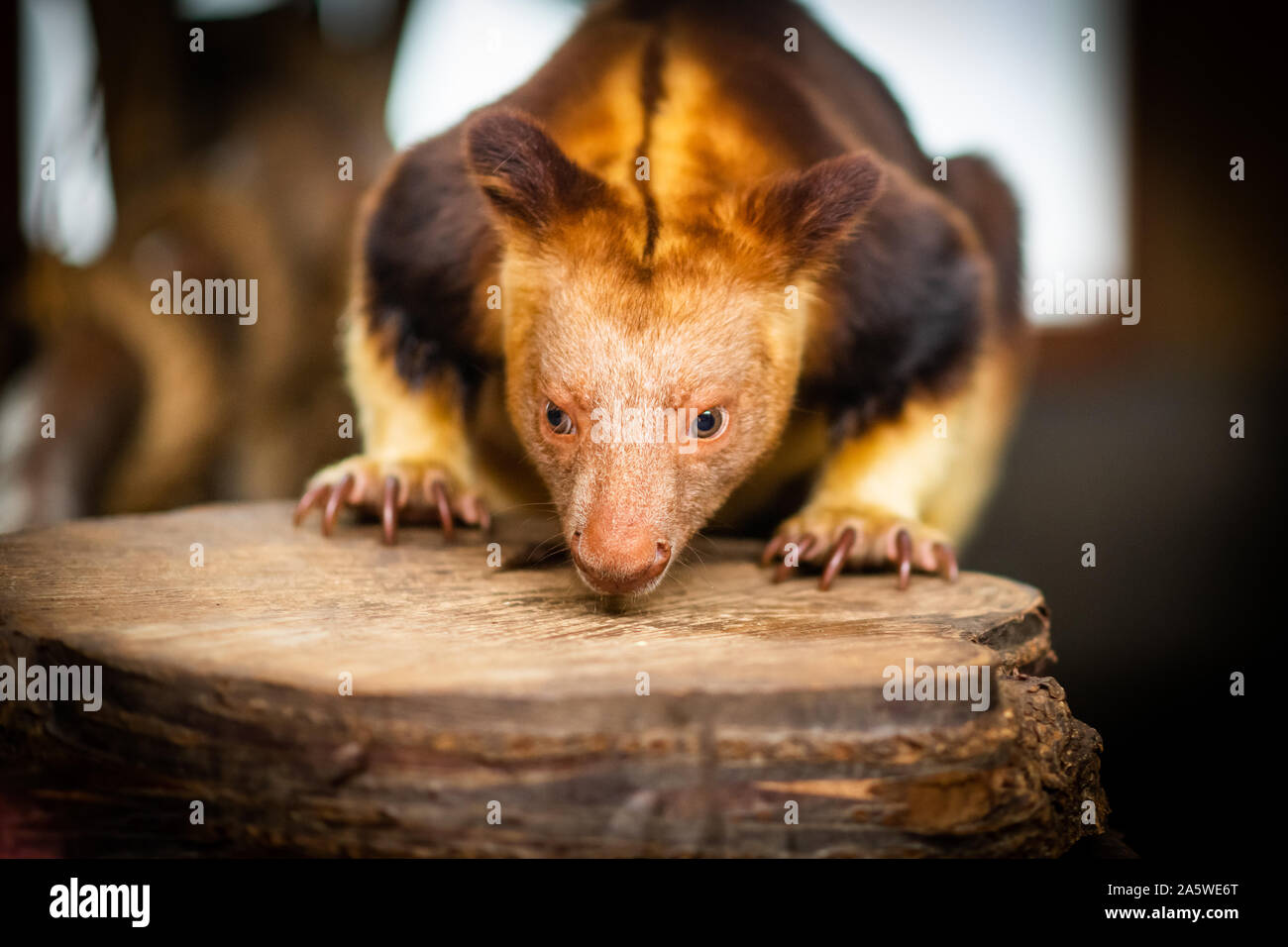 Walter goodfellow -Fotos und -Bildmaterial in hoher Auflösung – Alamy