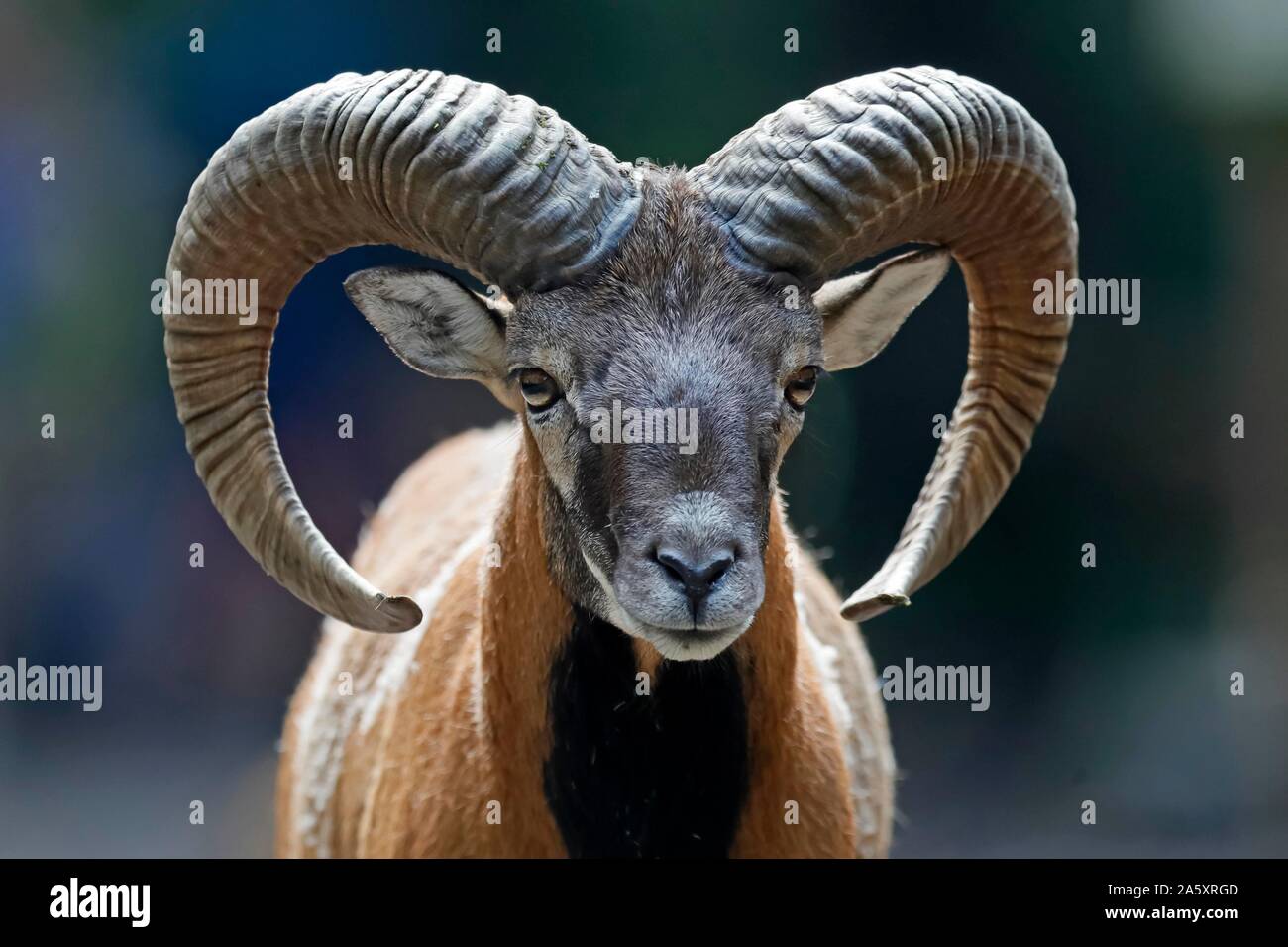 Widder tier -Fotos und -Bildmaterial in hoher Auflösung – Alamy