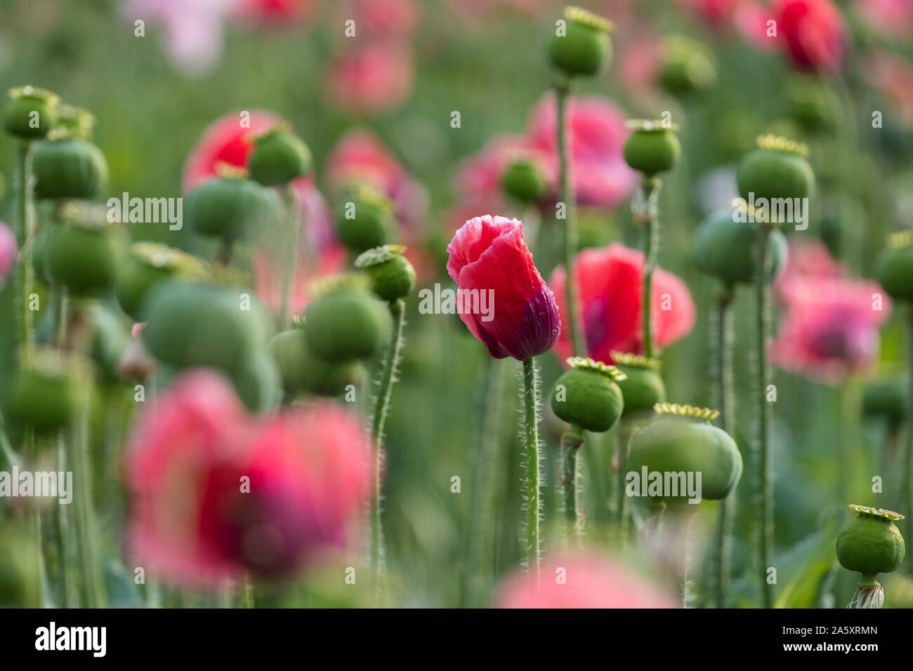 Waldviertler graue Mohn, Opium poppy (Papaver somniferum ...